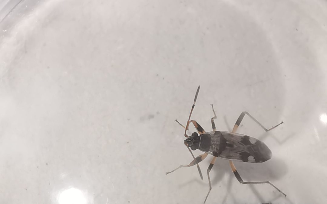 maritimus | Prototype Insectes