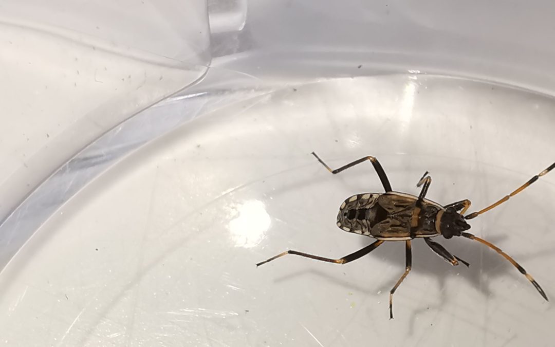 maritimus | Prototype Insectes