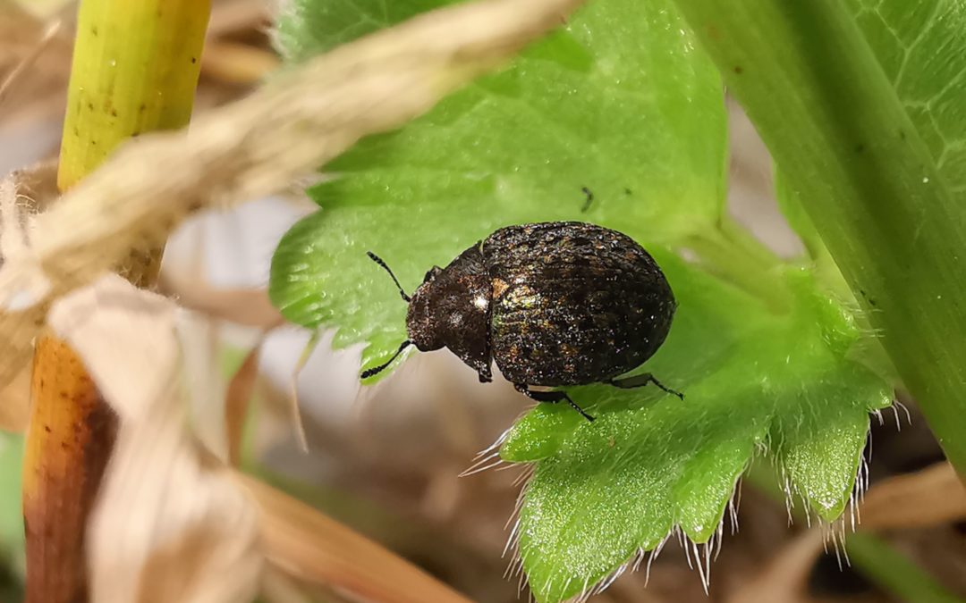 sericeus | Prototype Insectes