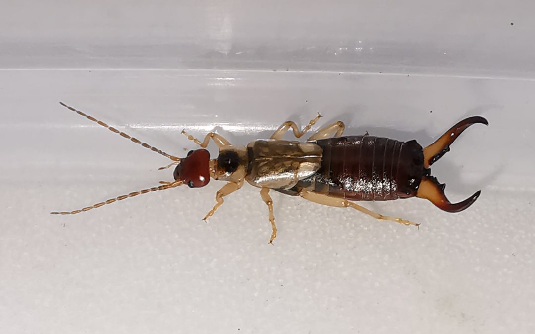 auricularia | Prototype Insectes