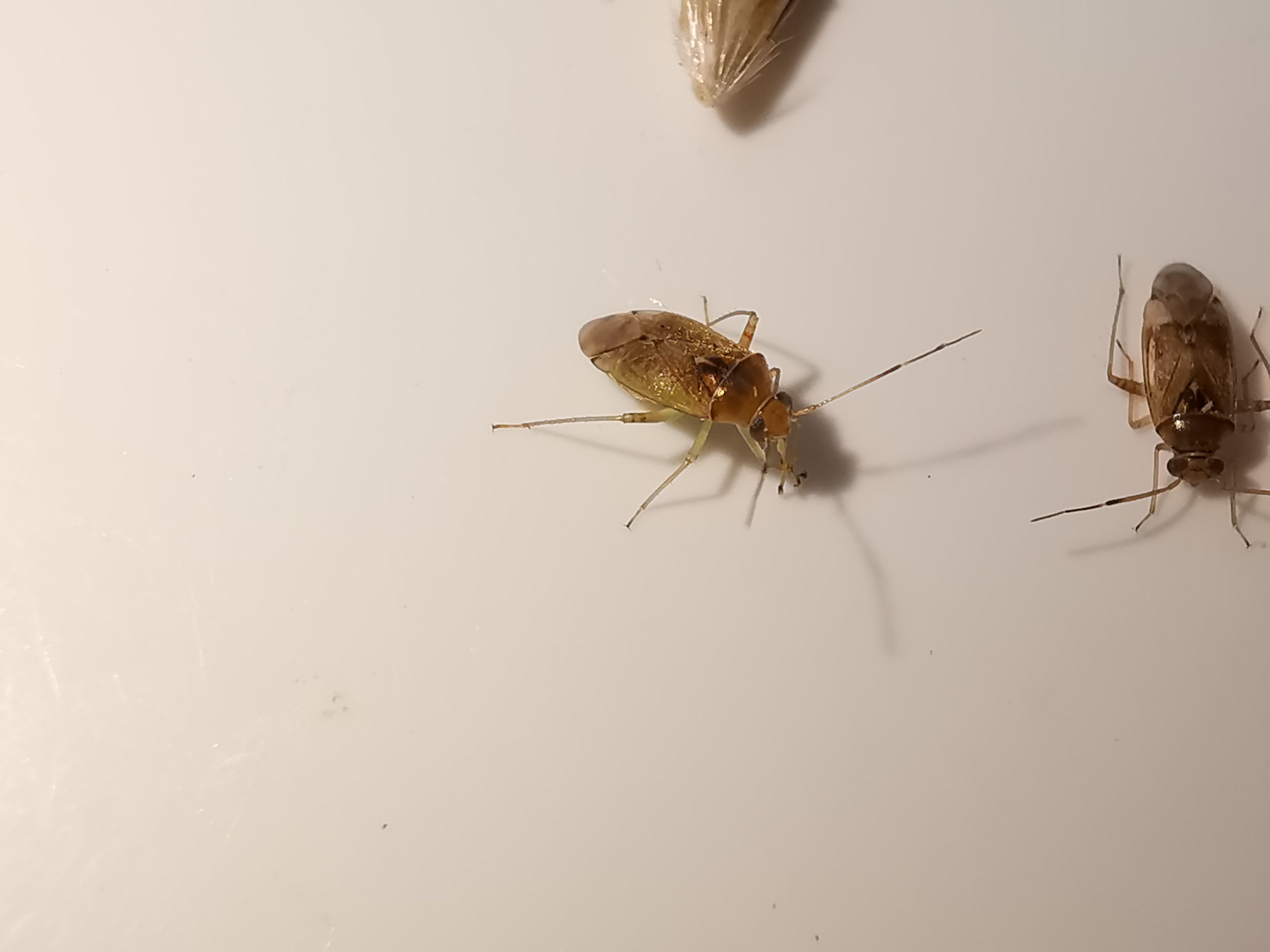 Pinalitus cervinus | Prototype Insectes