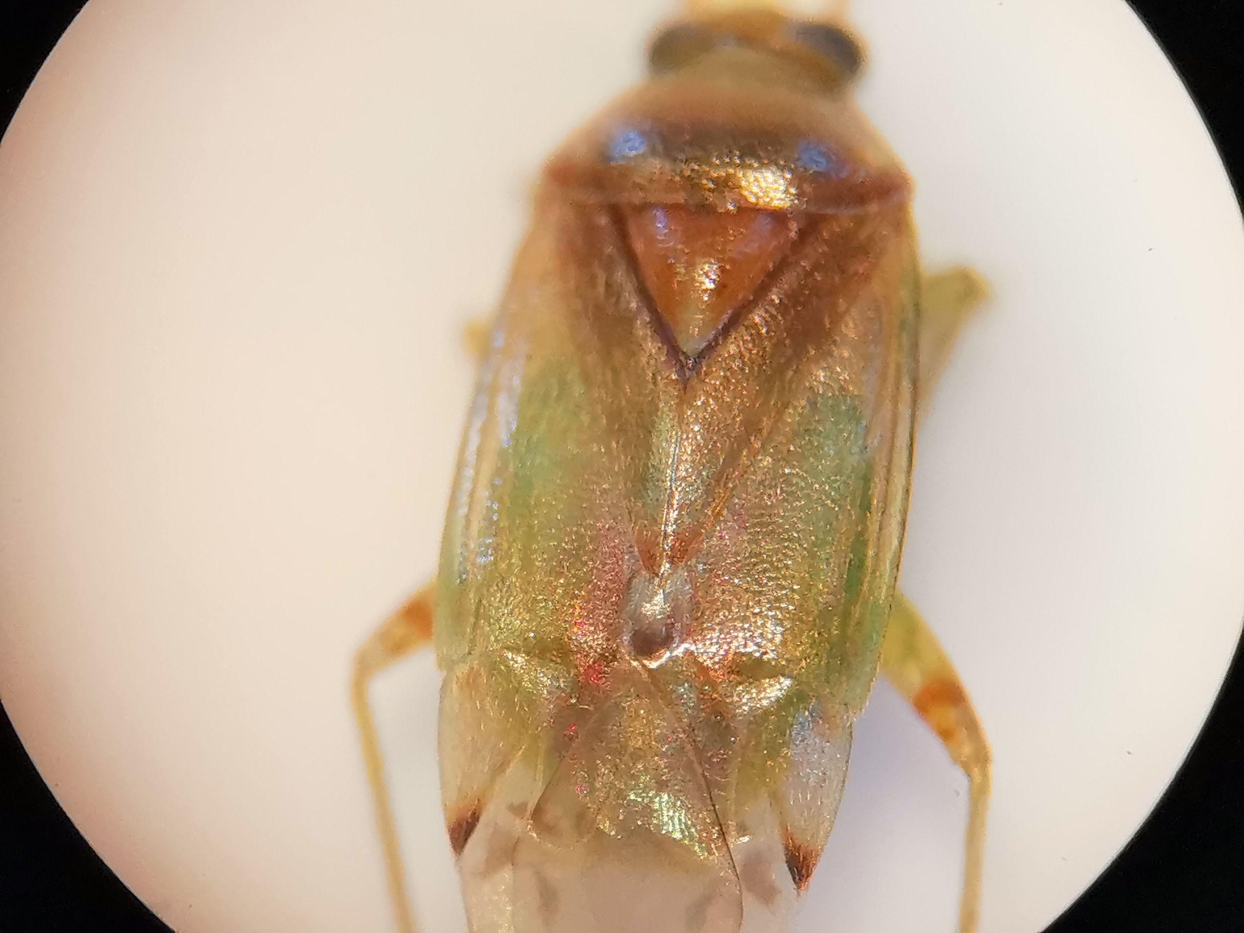 Pinalitus cervinus | Prototype Insectes