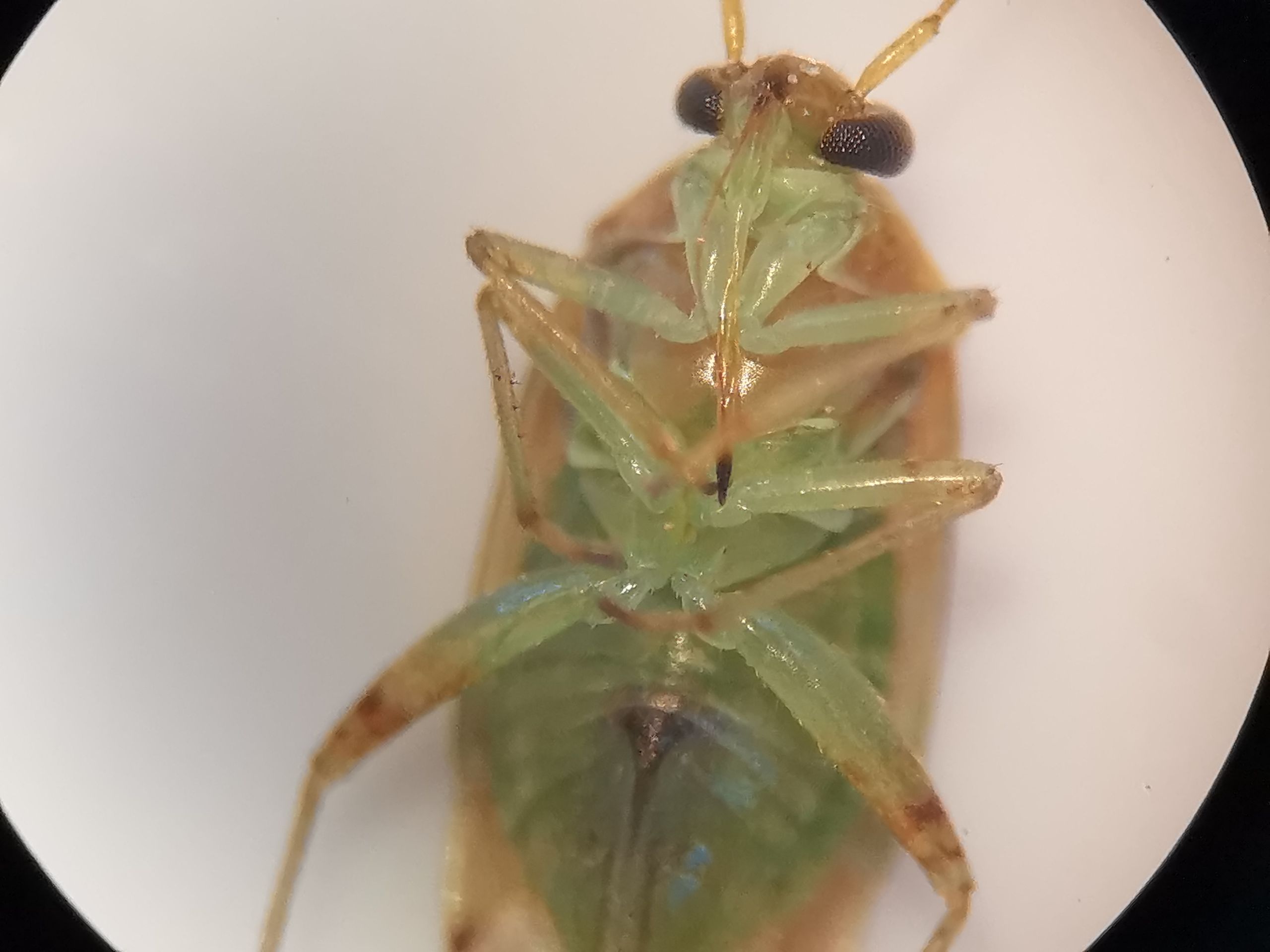 Pinalitus cervinus | Prototype Insectes