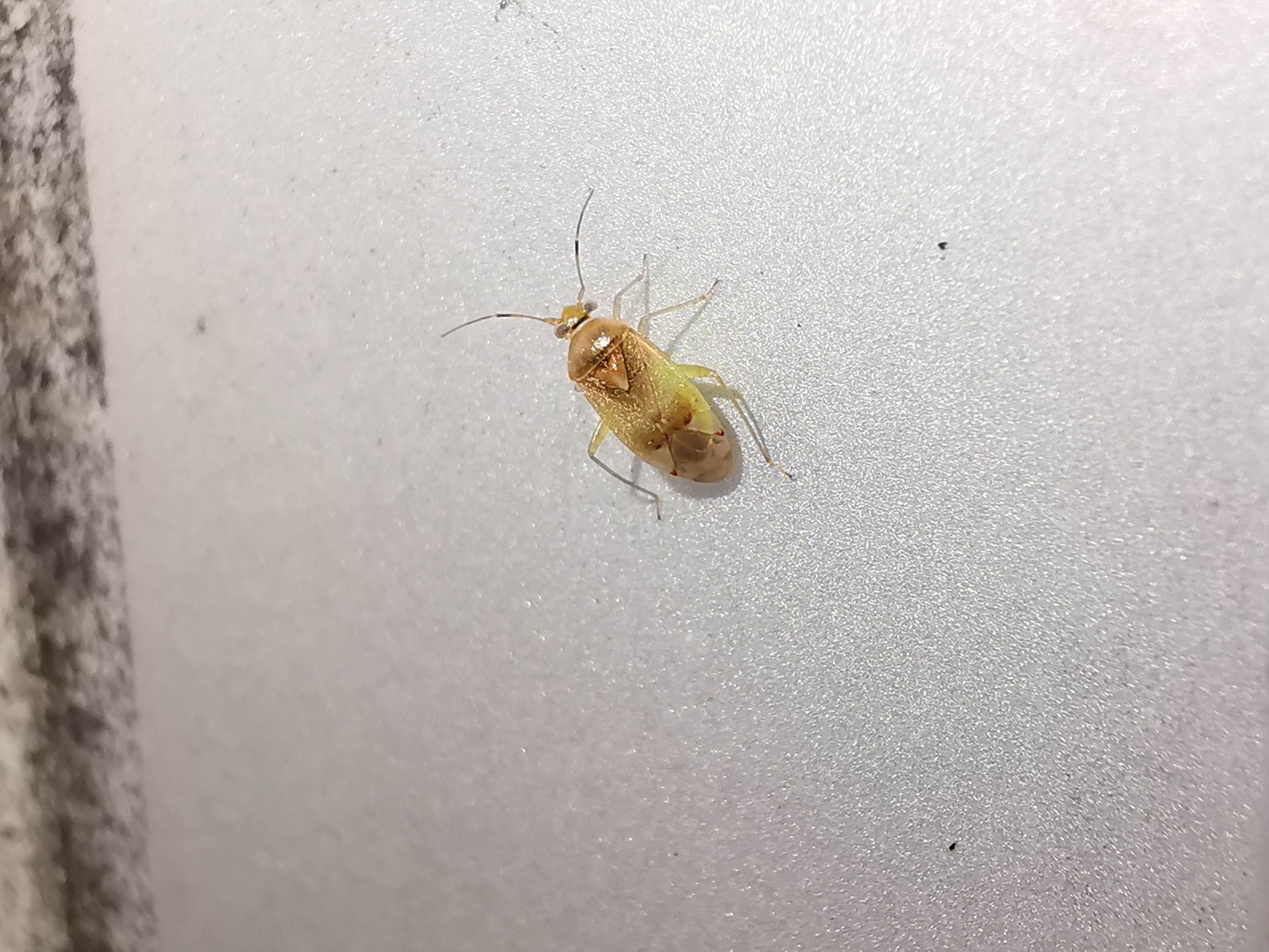 Pinalitus cervinus | Prototype Insectes