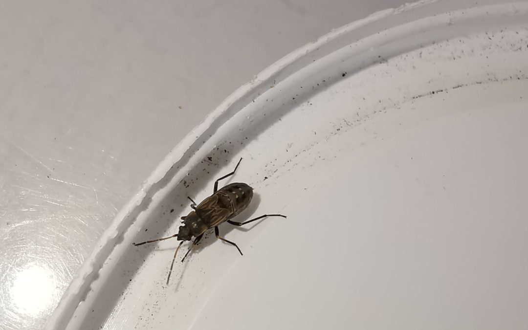 vulgaris | Prototype Insectes