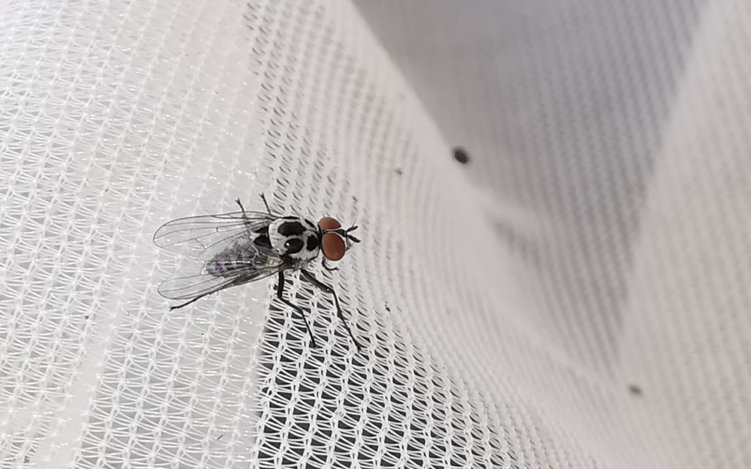 imbrida | Prototype Insectes