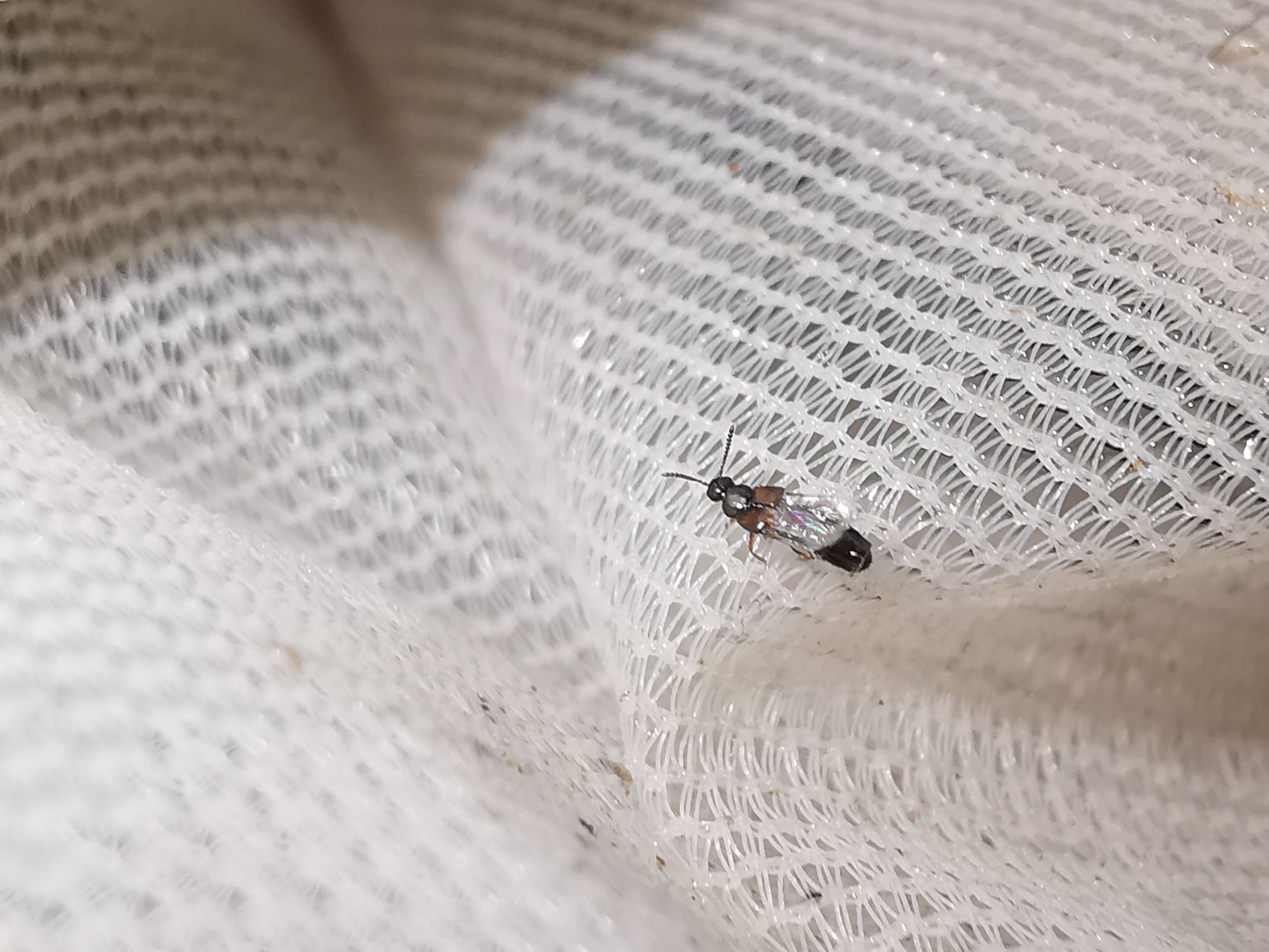 Atheta coriaria | Prototype Insectes