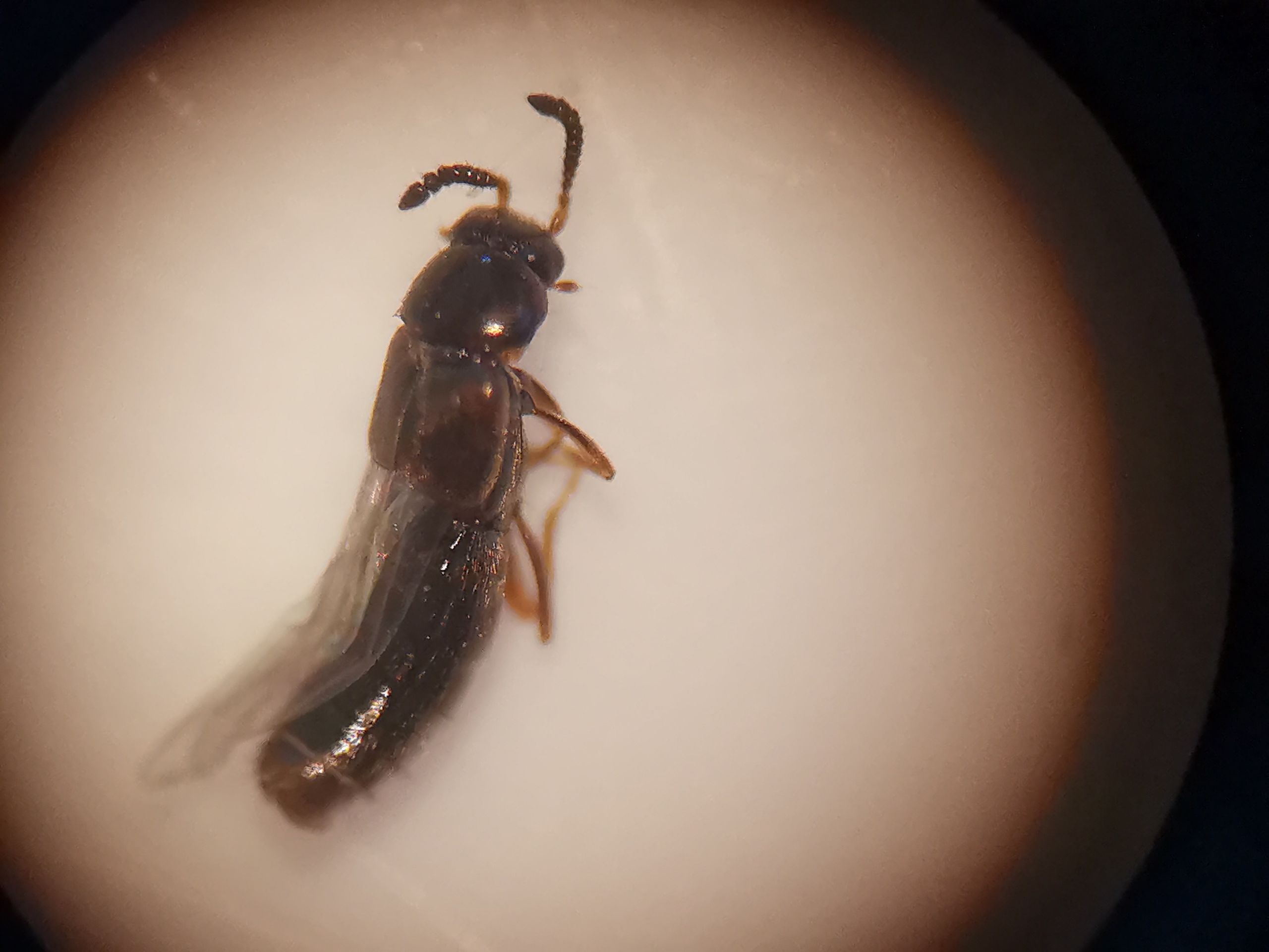 Atheta coriaria | Prototype Insectes