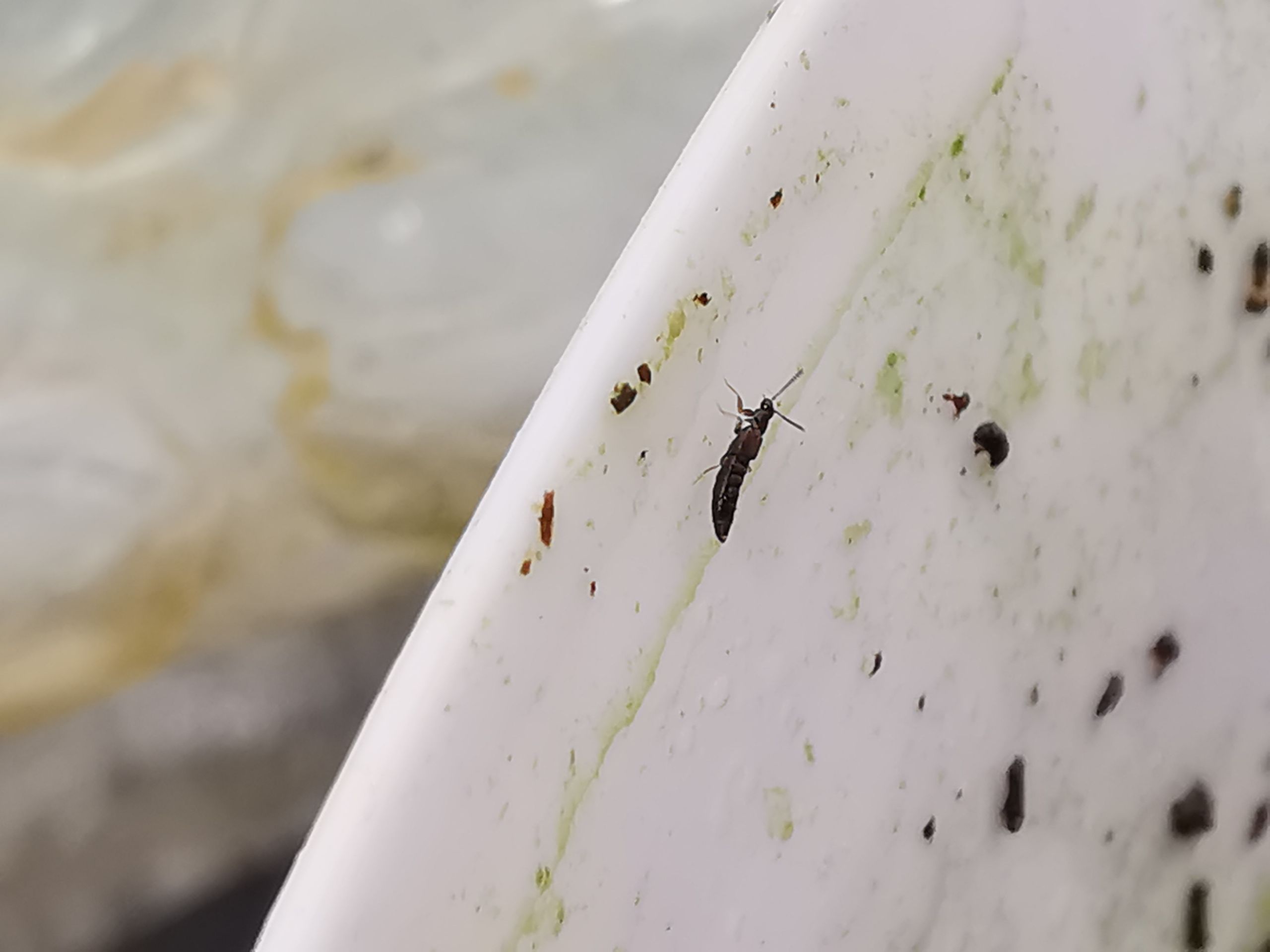 Atheta coriaria | Prototype Insectes