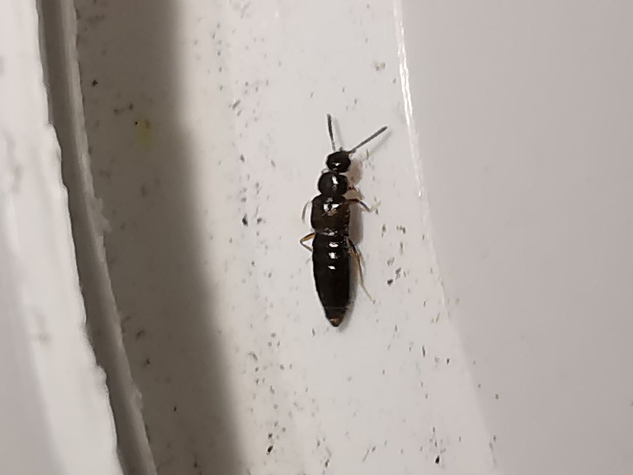 Atheta coriaria | Prototype Insectes