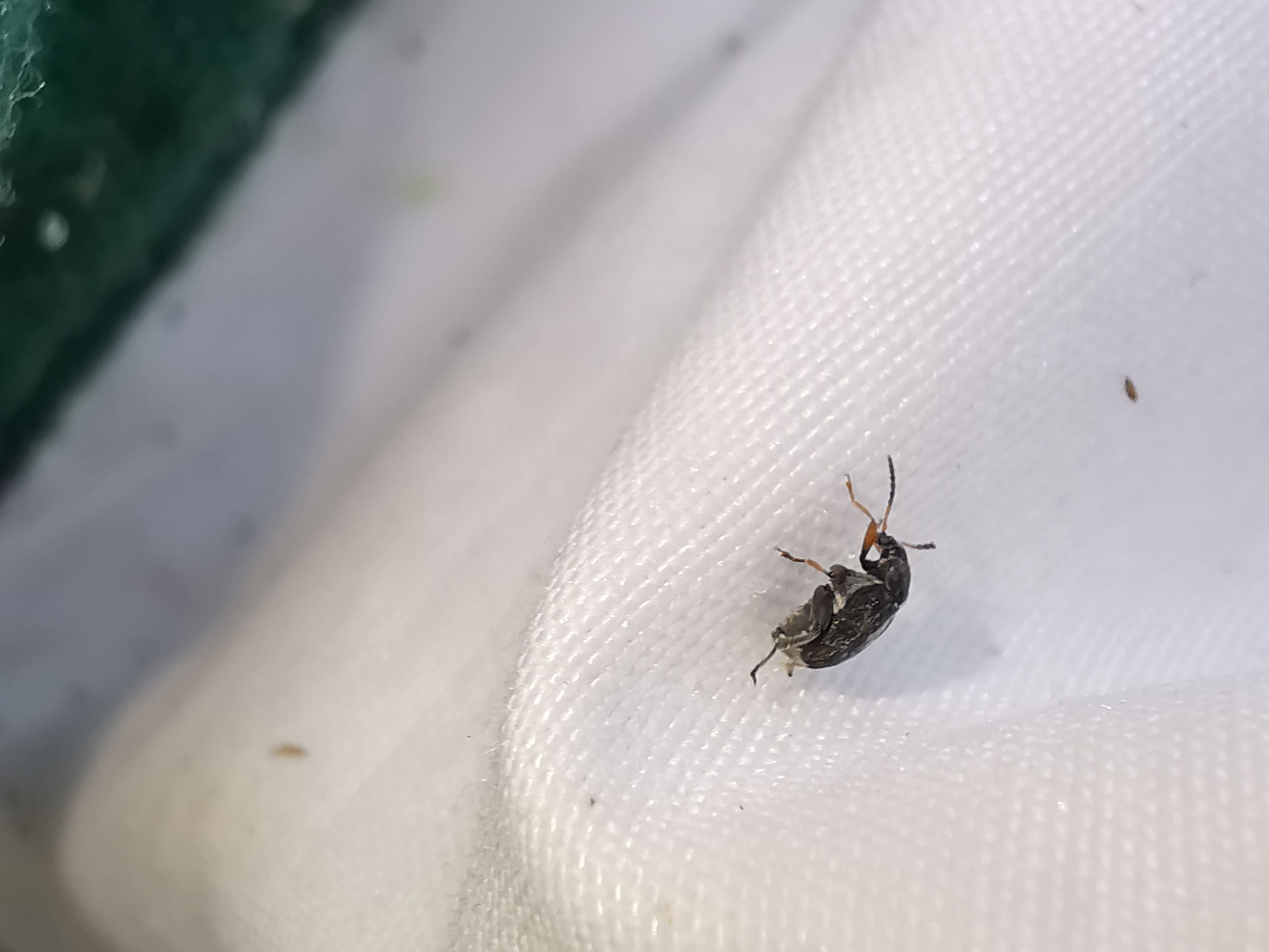 Bruche à pattes rouges | Prototype Insectes