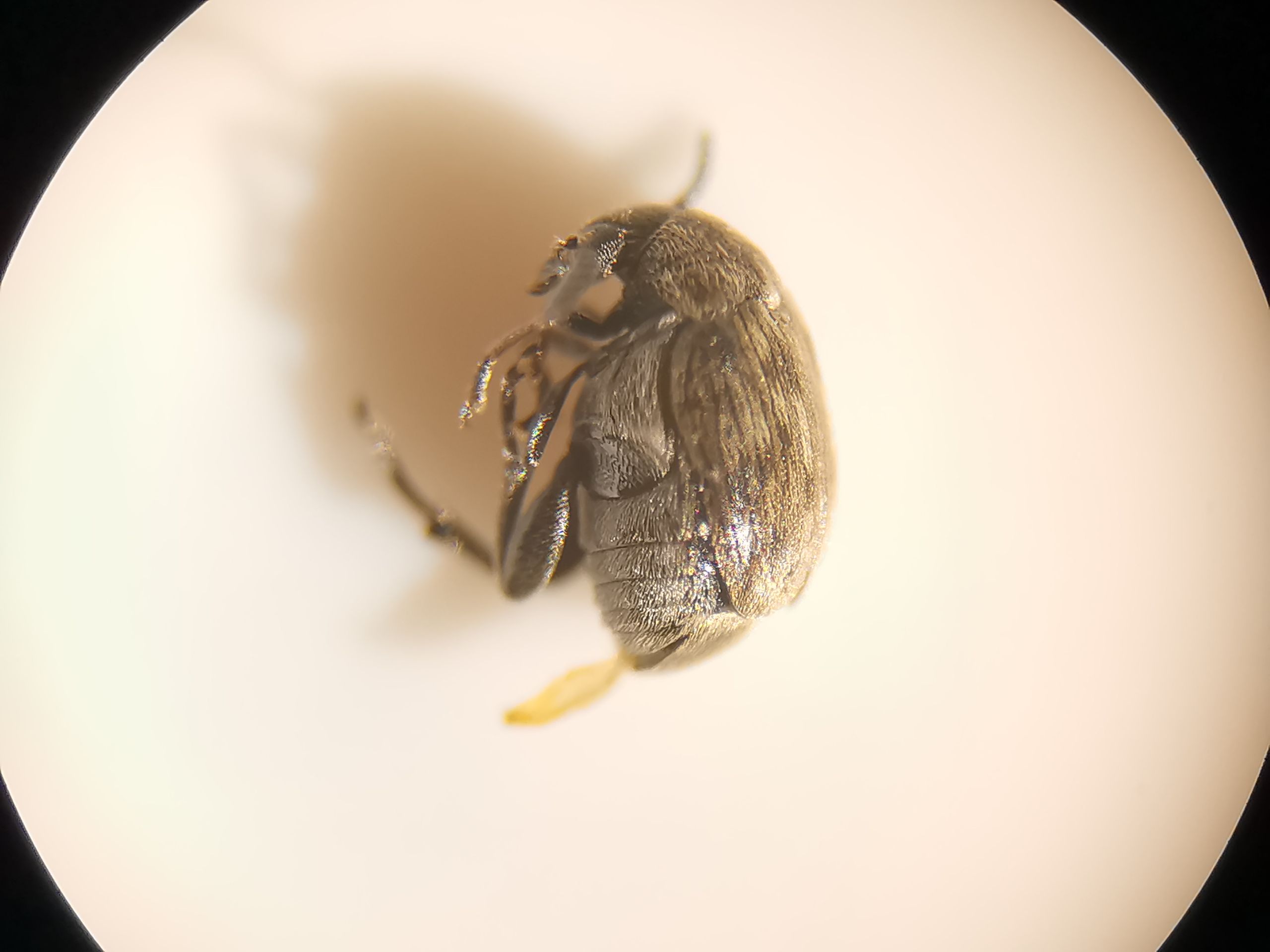 Bruche | Prototype Insectes