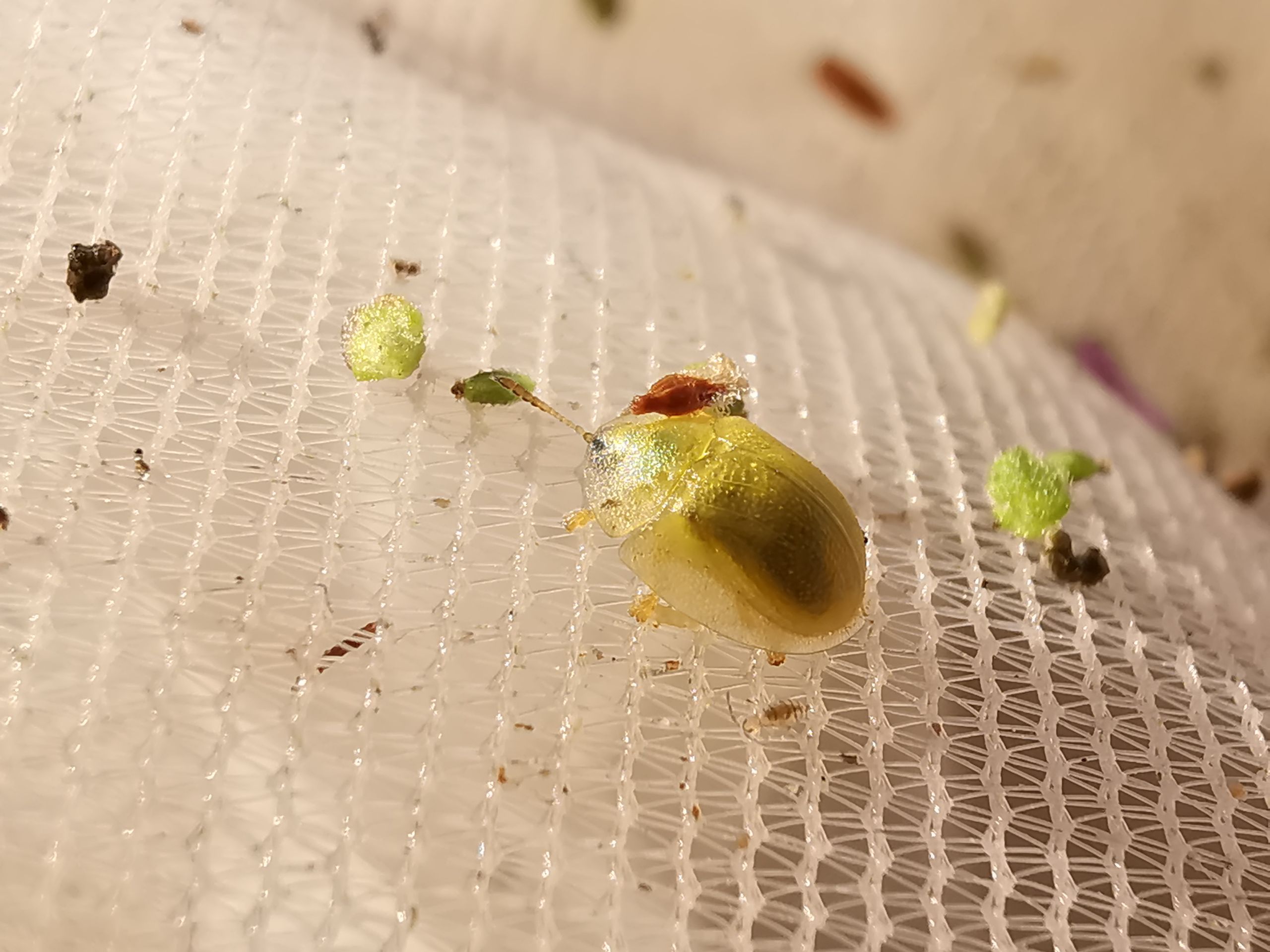 Casside hémispherique | Prototype Insectes