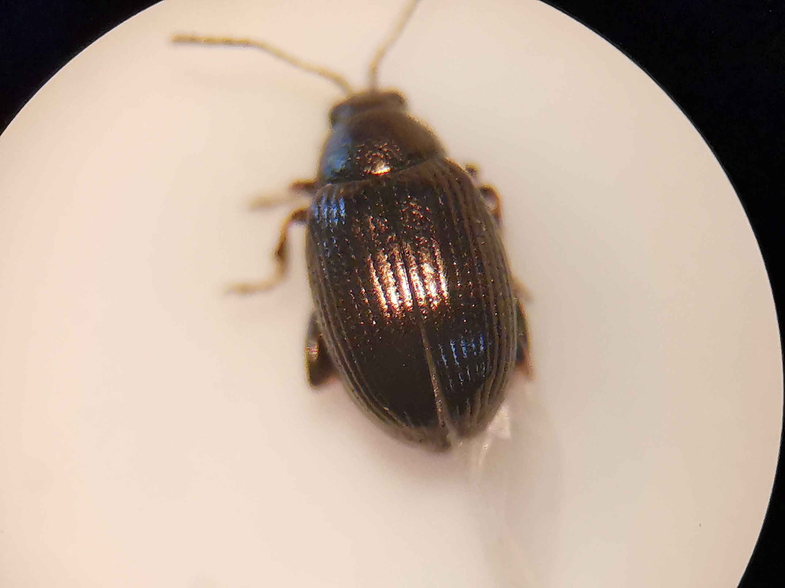 Altise de la Betterave | Prototype Insectes