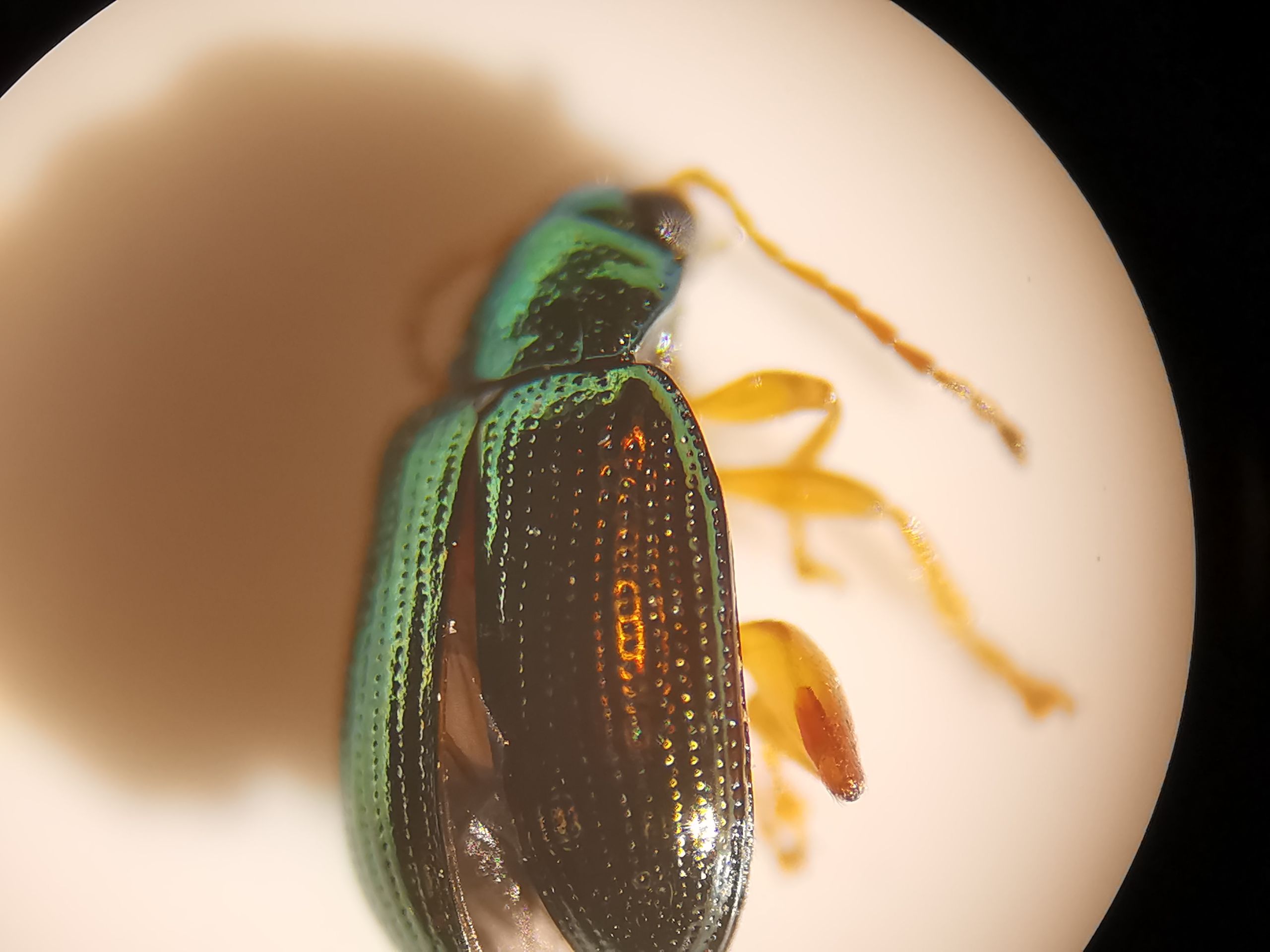 Altise à antennes fauves | Prototype Insectes