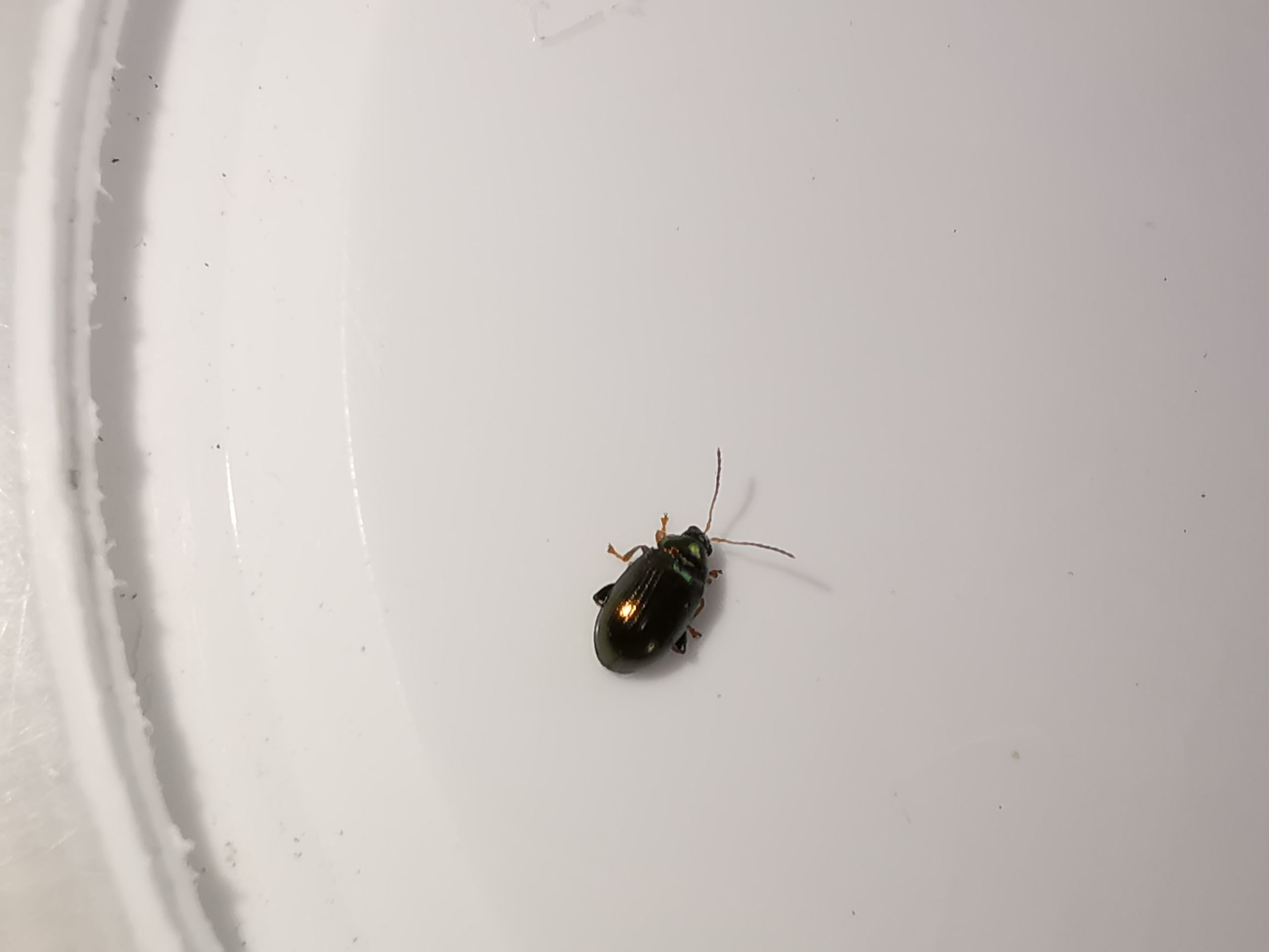 Altise à antennes fauves | Prototype Insectes