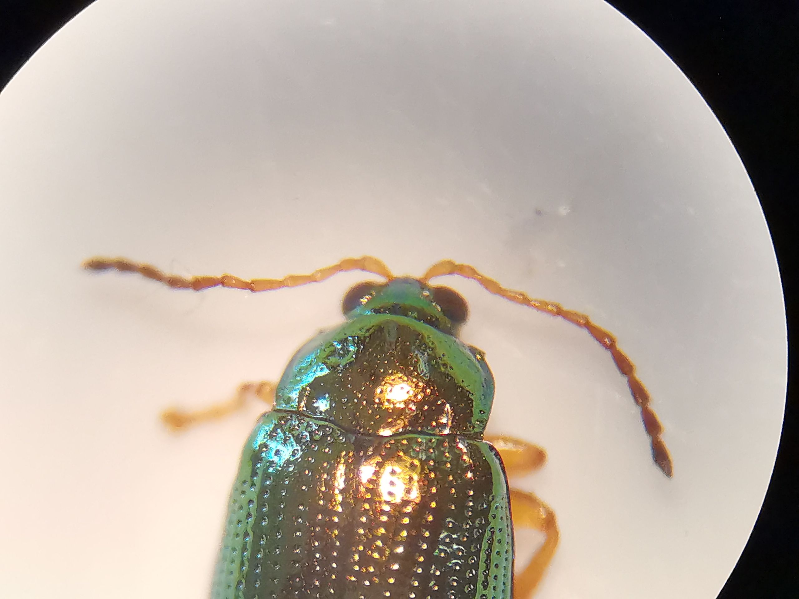 Altise à antennes fauves | Prototype Insectes