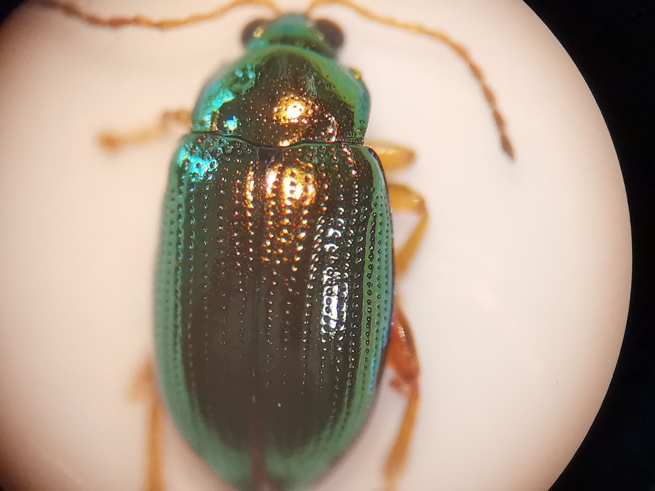 Altise à antennes fauves | Prototype Insectes