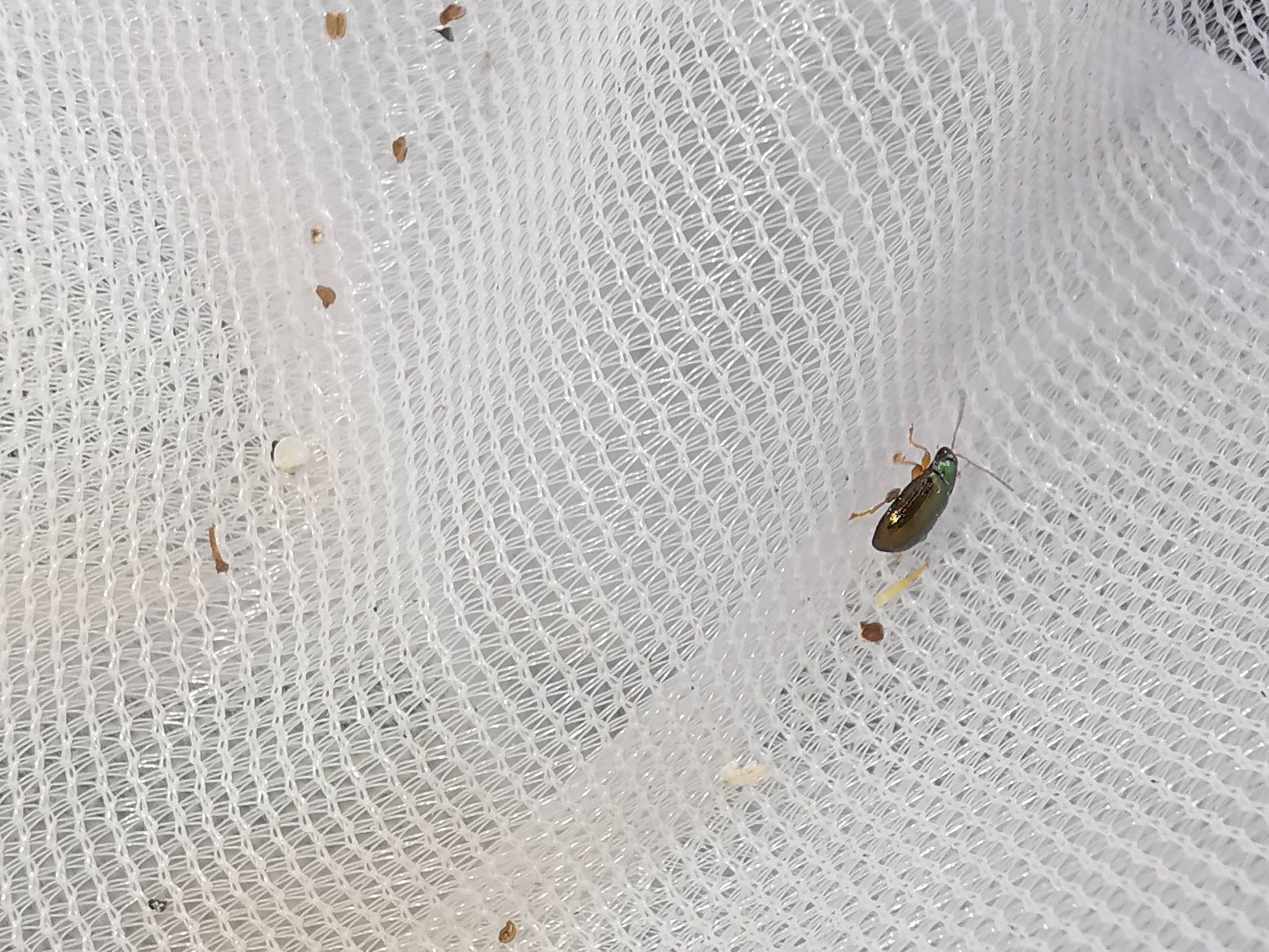 Altise à antennes fauves | Prototype Insectes