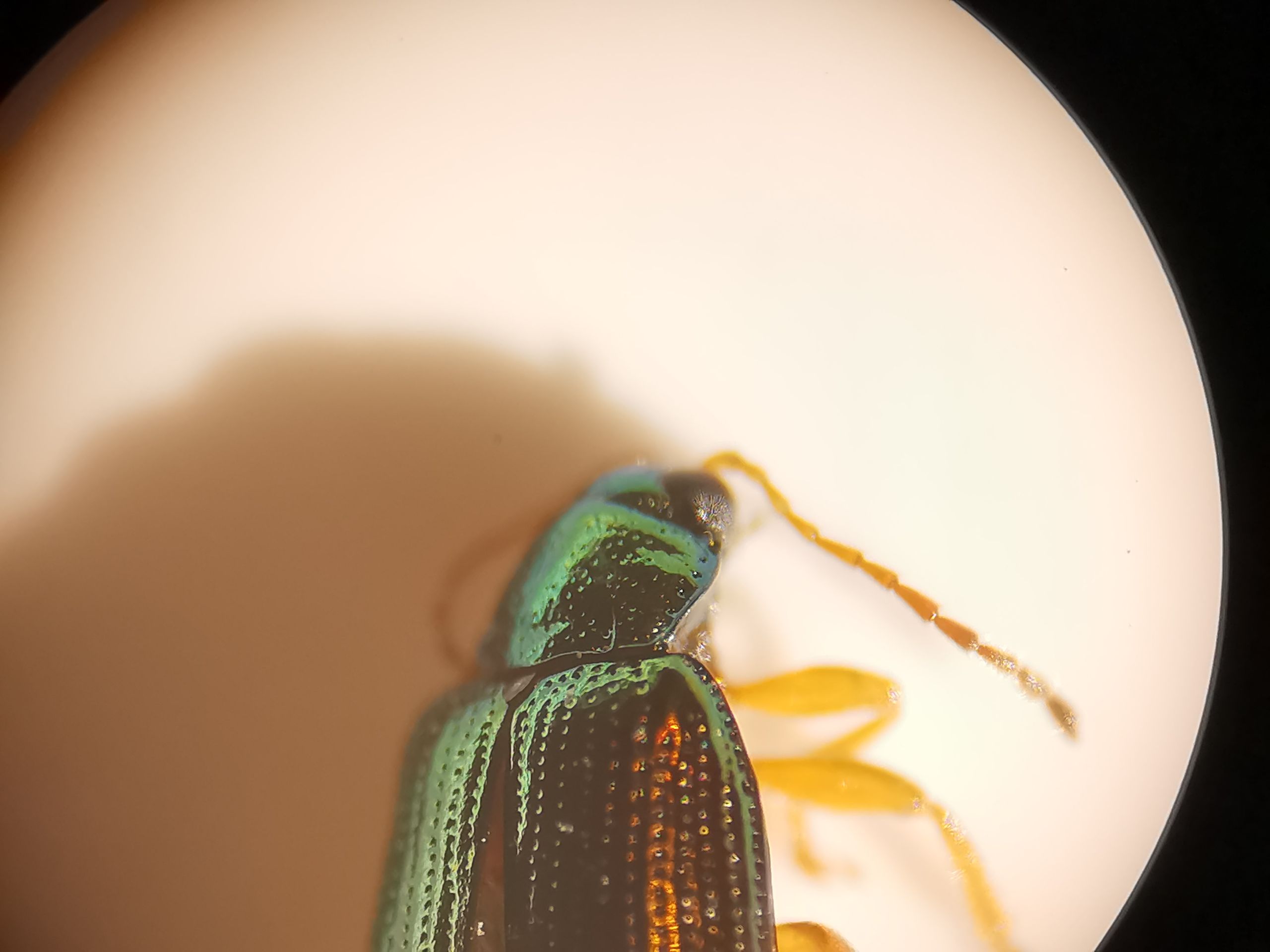 Altise à antennes fauves | Prototype Insectes