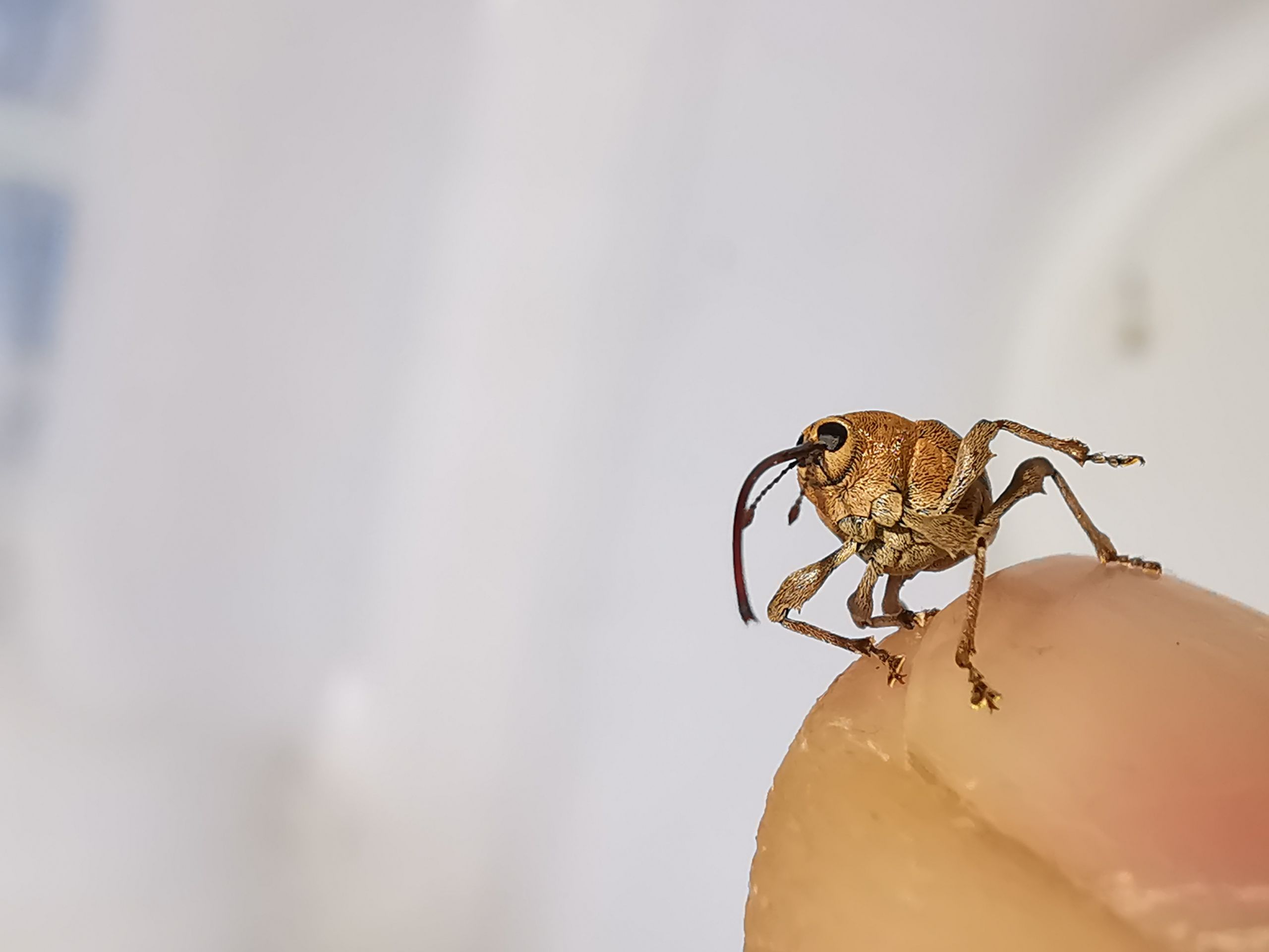 Balanin du Chêne | Prototype Insectes