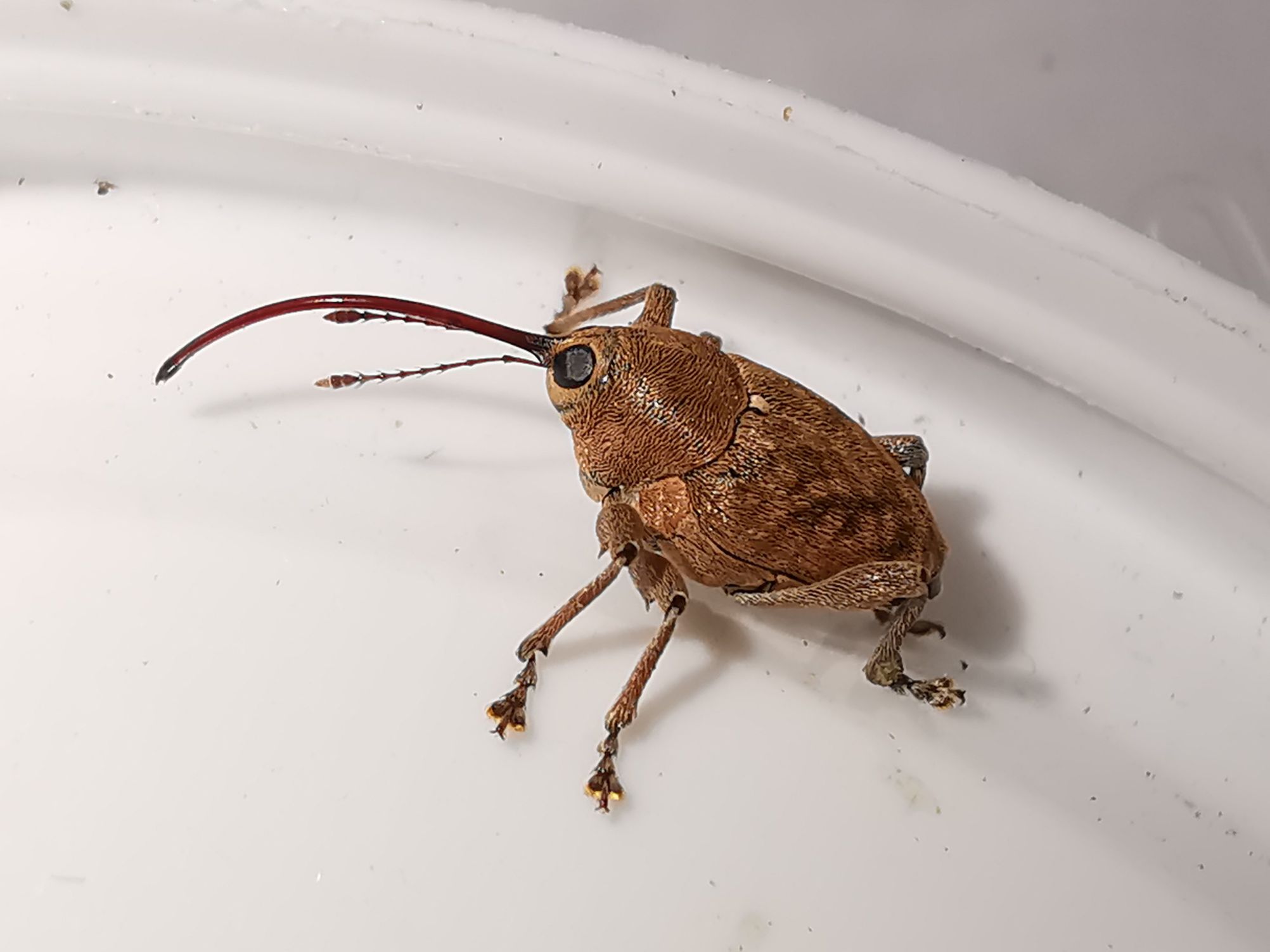 Balanin du Chêne | Prototype Insectes