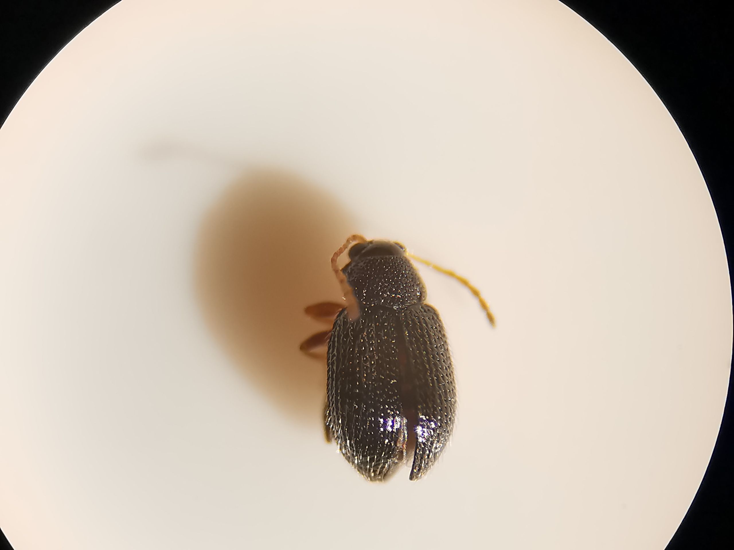 Epitrix pubescente | Prototype Insectes