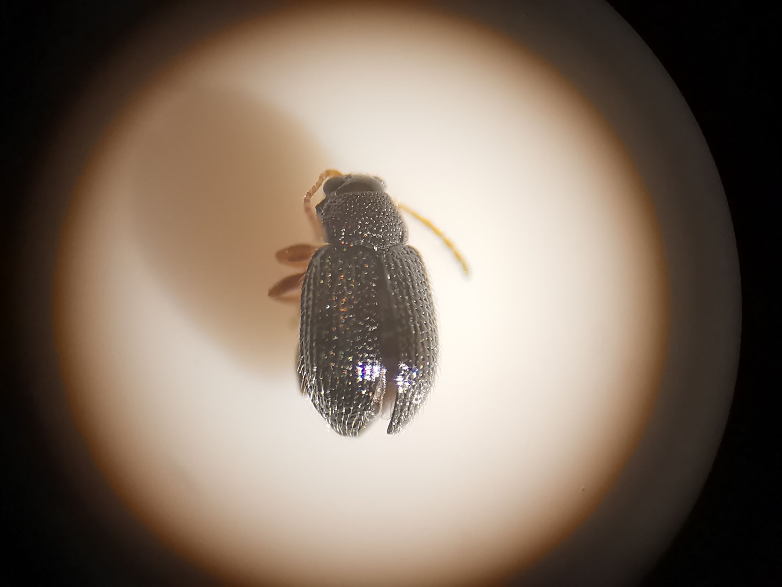 Epitrix pubescente | Prototype Insectes