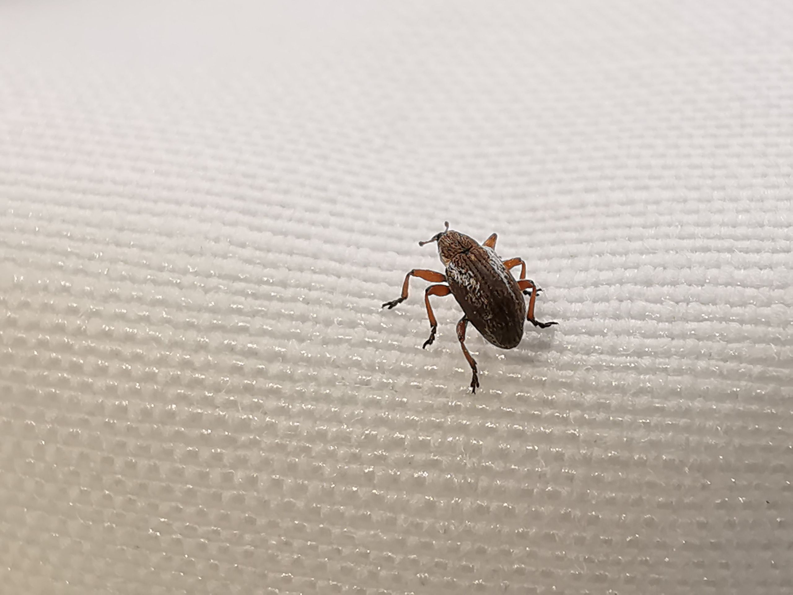 Exapion à rostre brun | Prototype Insectes