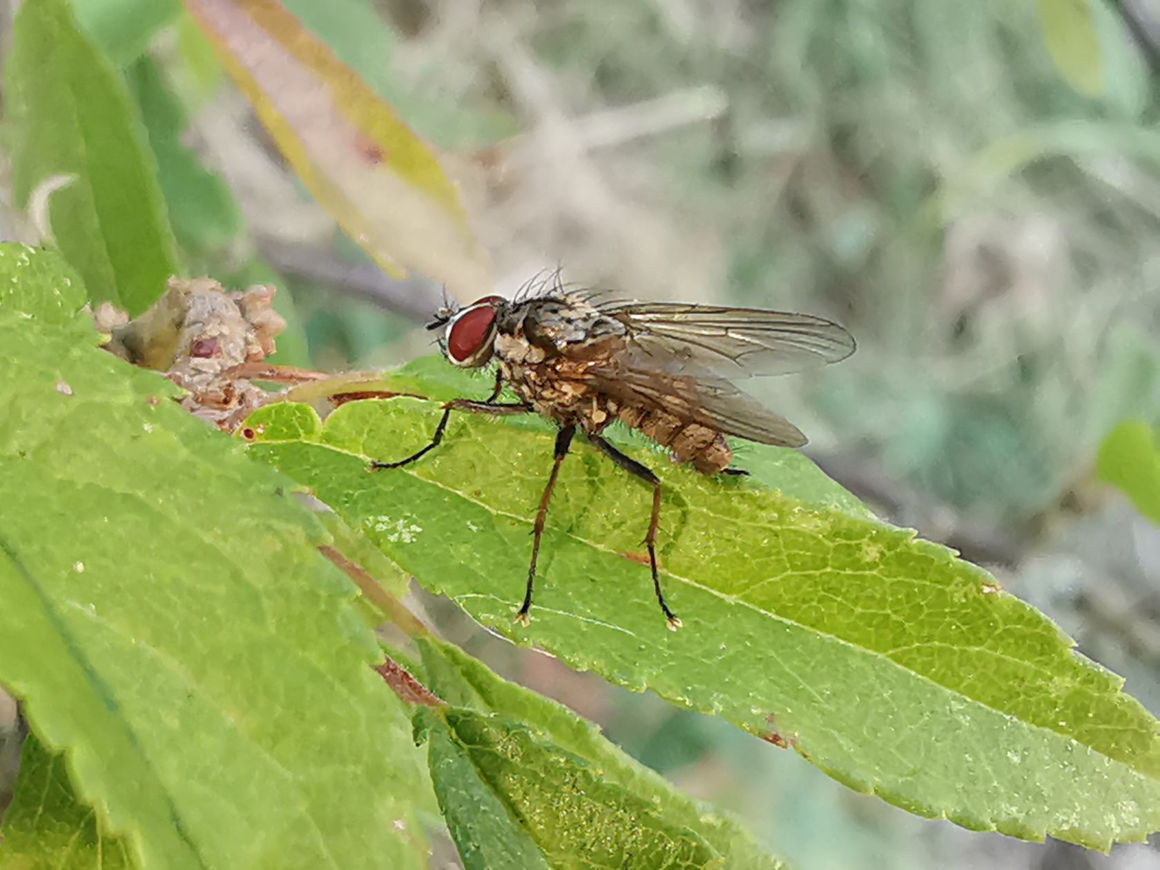 Hydrophoria lancifer | Prototype Insectes