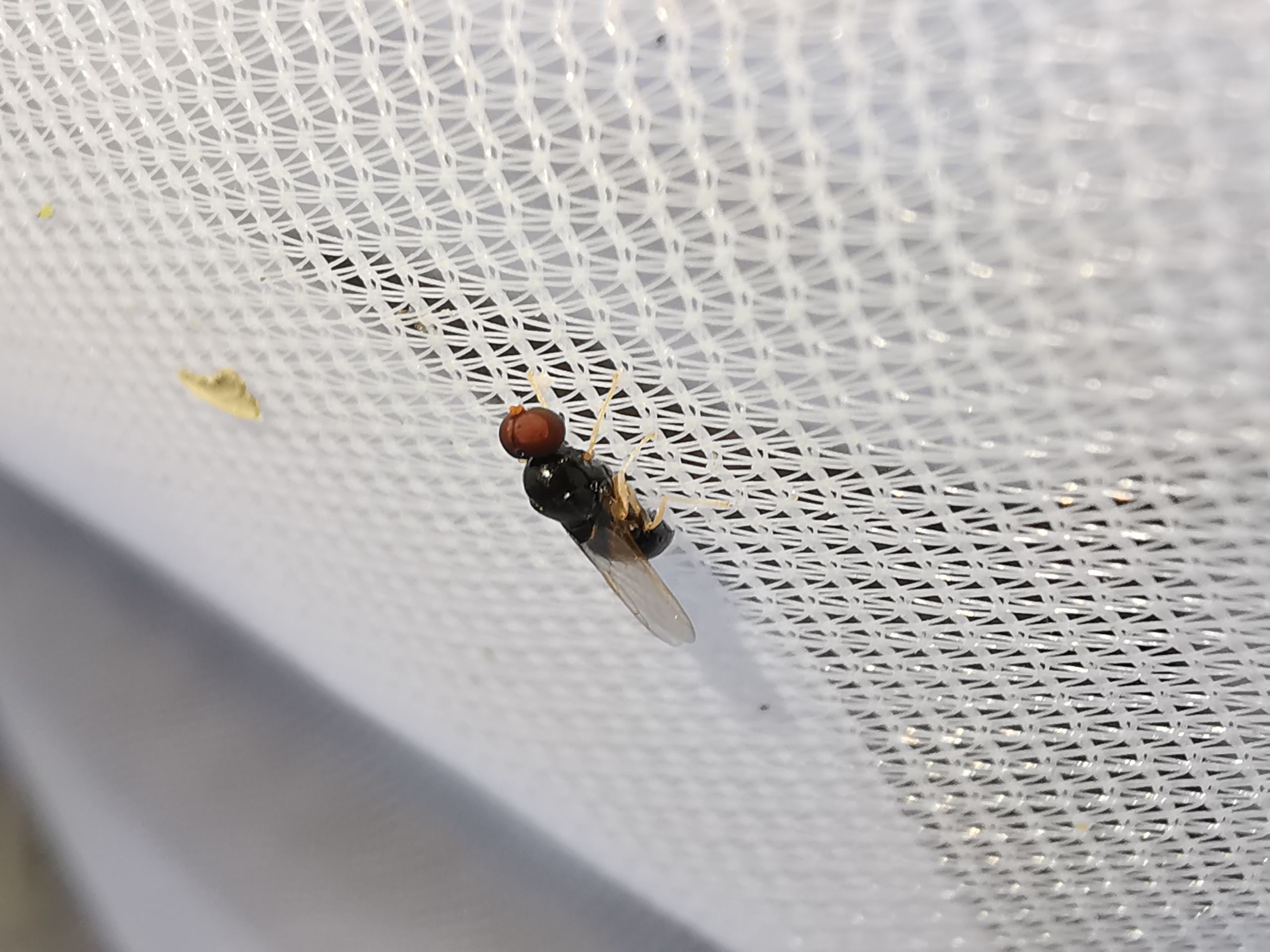 Pachygaster de Leach | Prototype Insectes