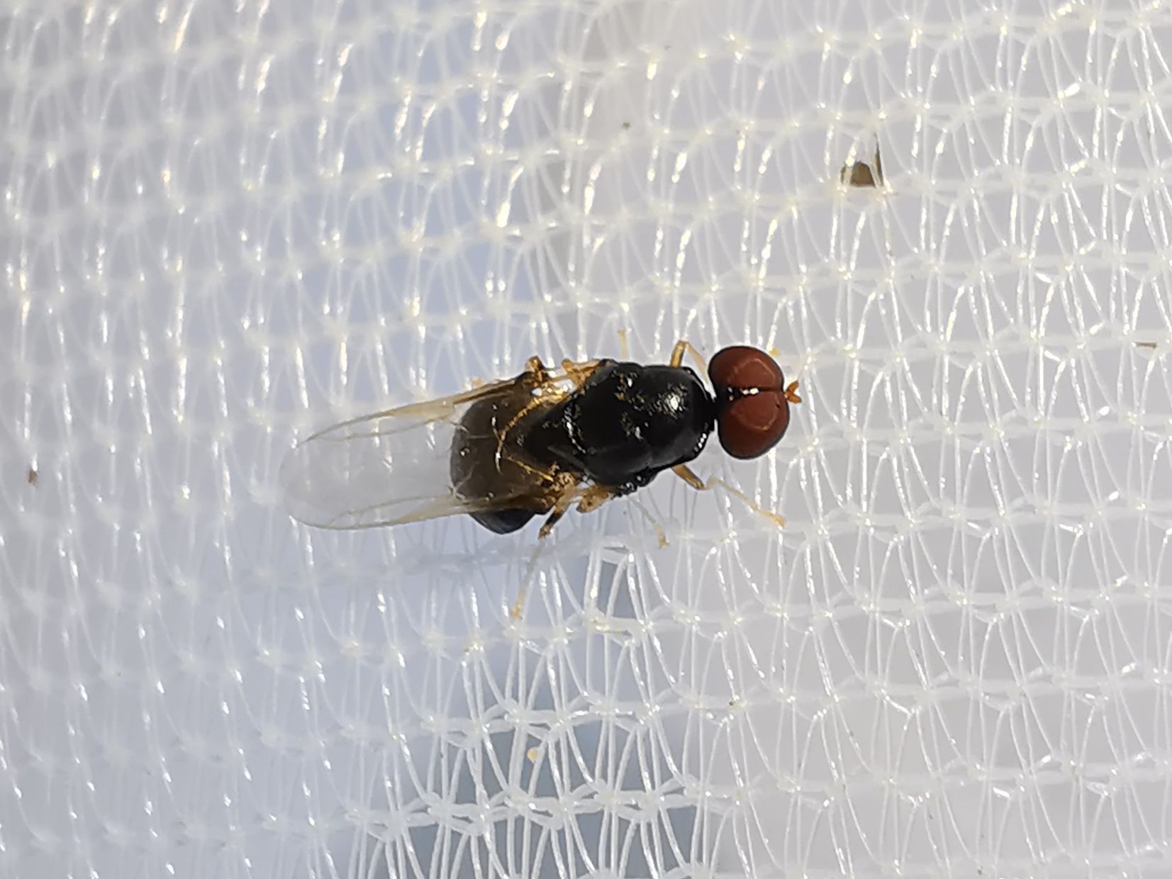 Pachygaster de Leach | Prototype Insectes