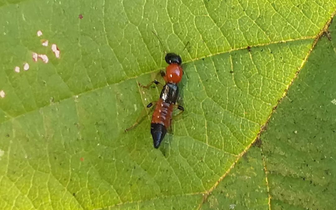 littoralis | Prototype Insectes