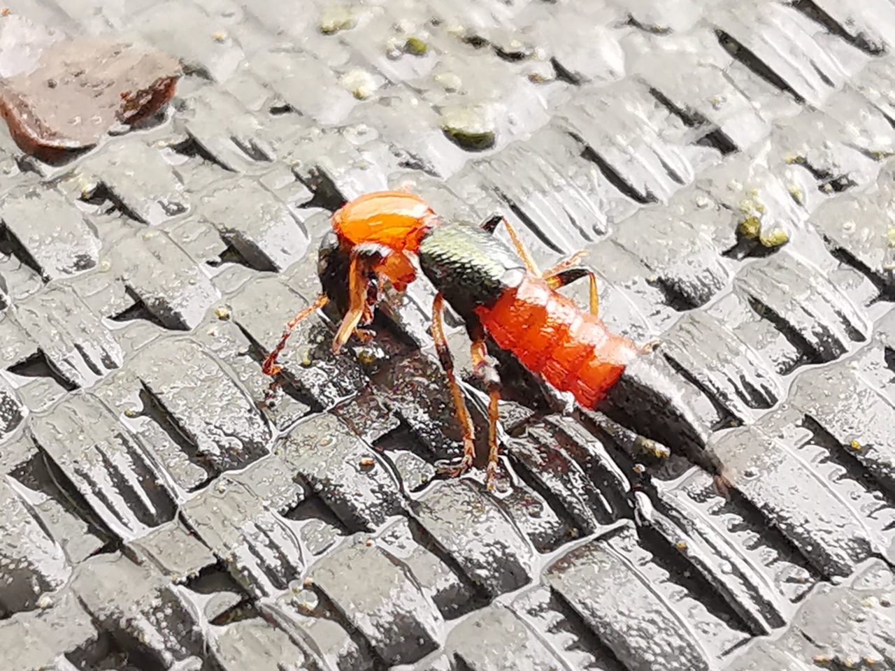 Paederus | Prototype Insectes