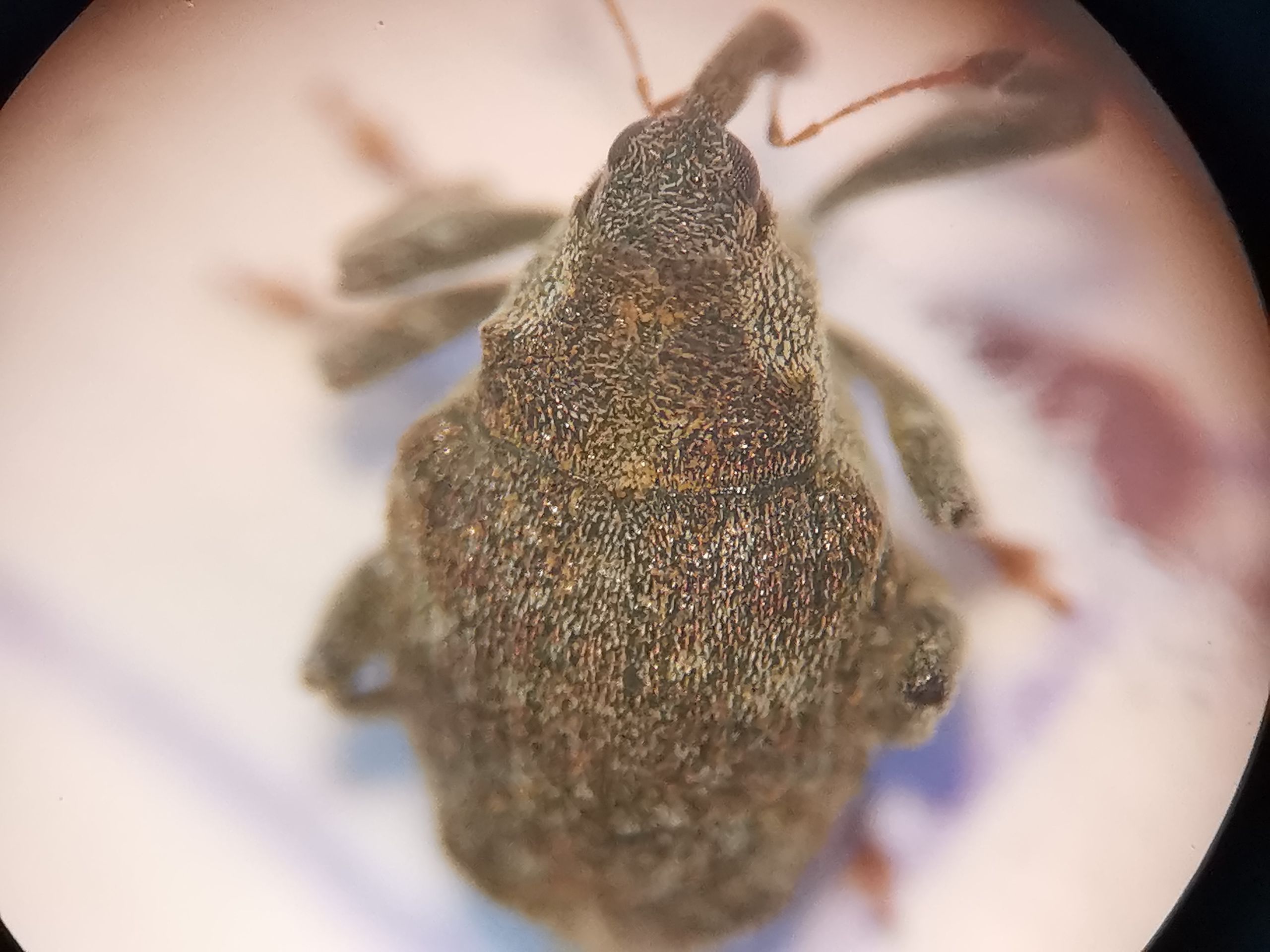 Charançon pollinaire | Prototype Insectes