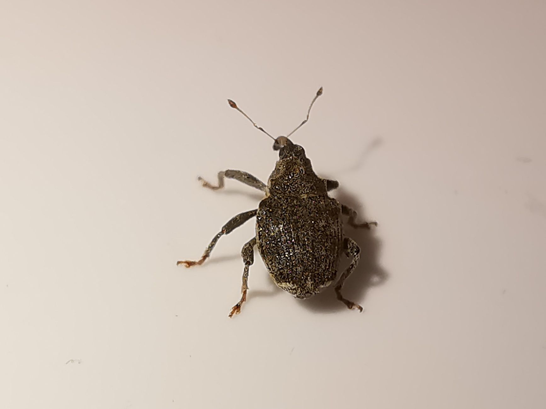 Charançon pollinaire | Prototype Insectes