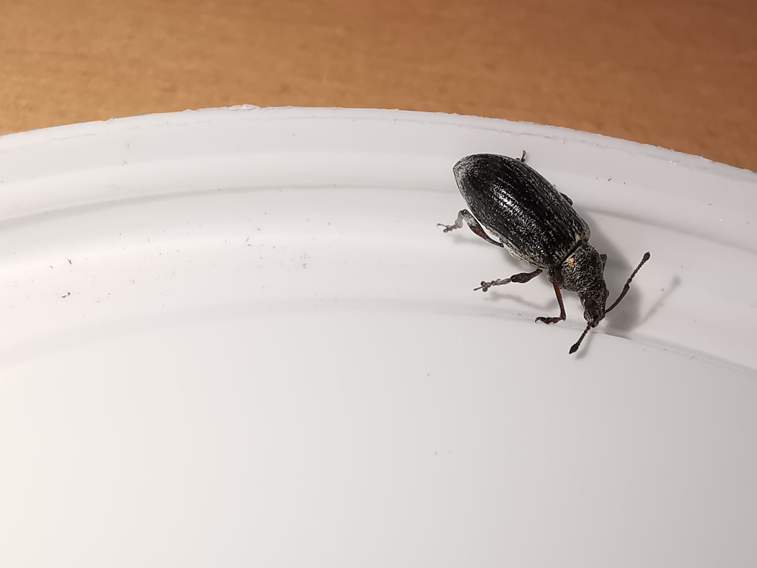 Phyllobe du poirier | Prototype Insectes