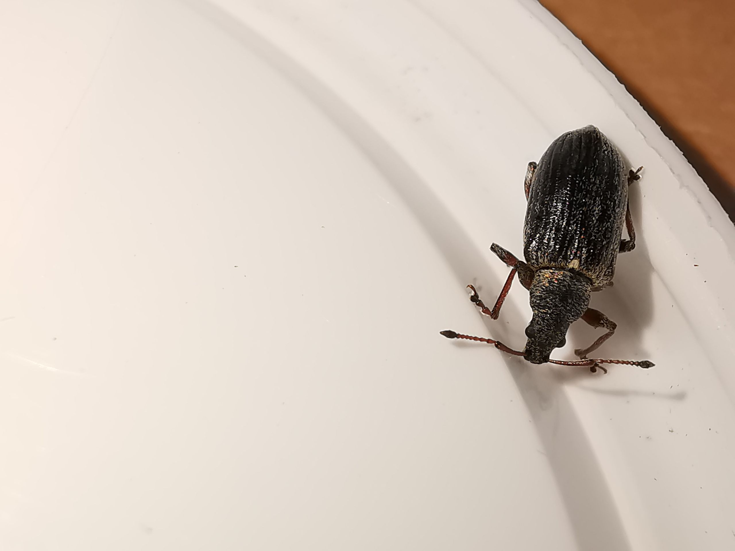 Phyllobe du poirier | Prototype Insectes