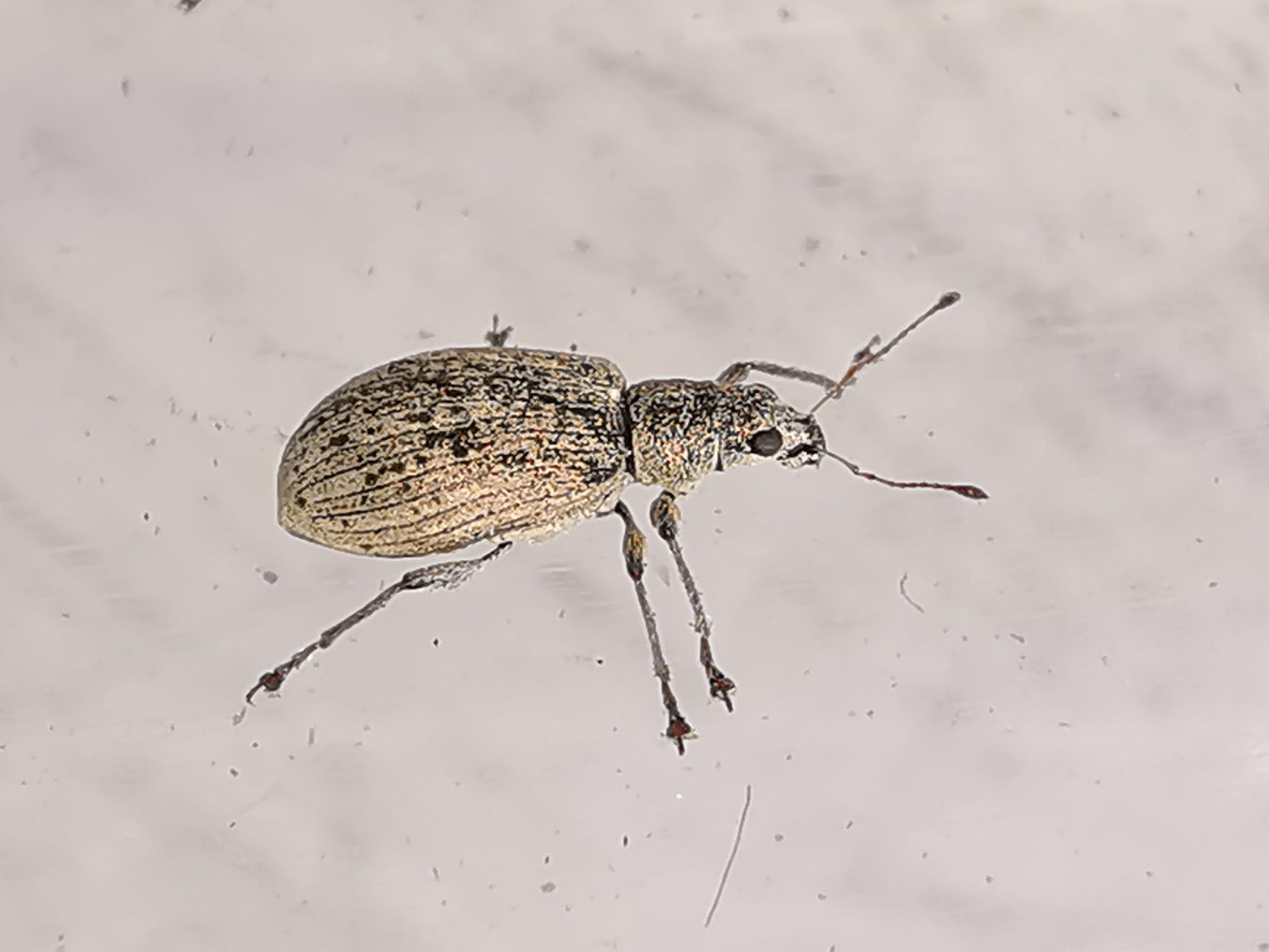 Charançon vert-bleu du Bouleau | Prototype Insectes