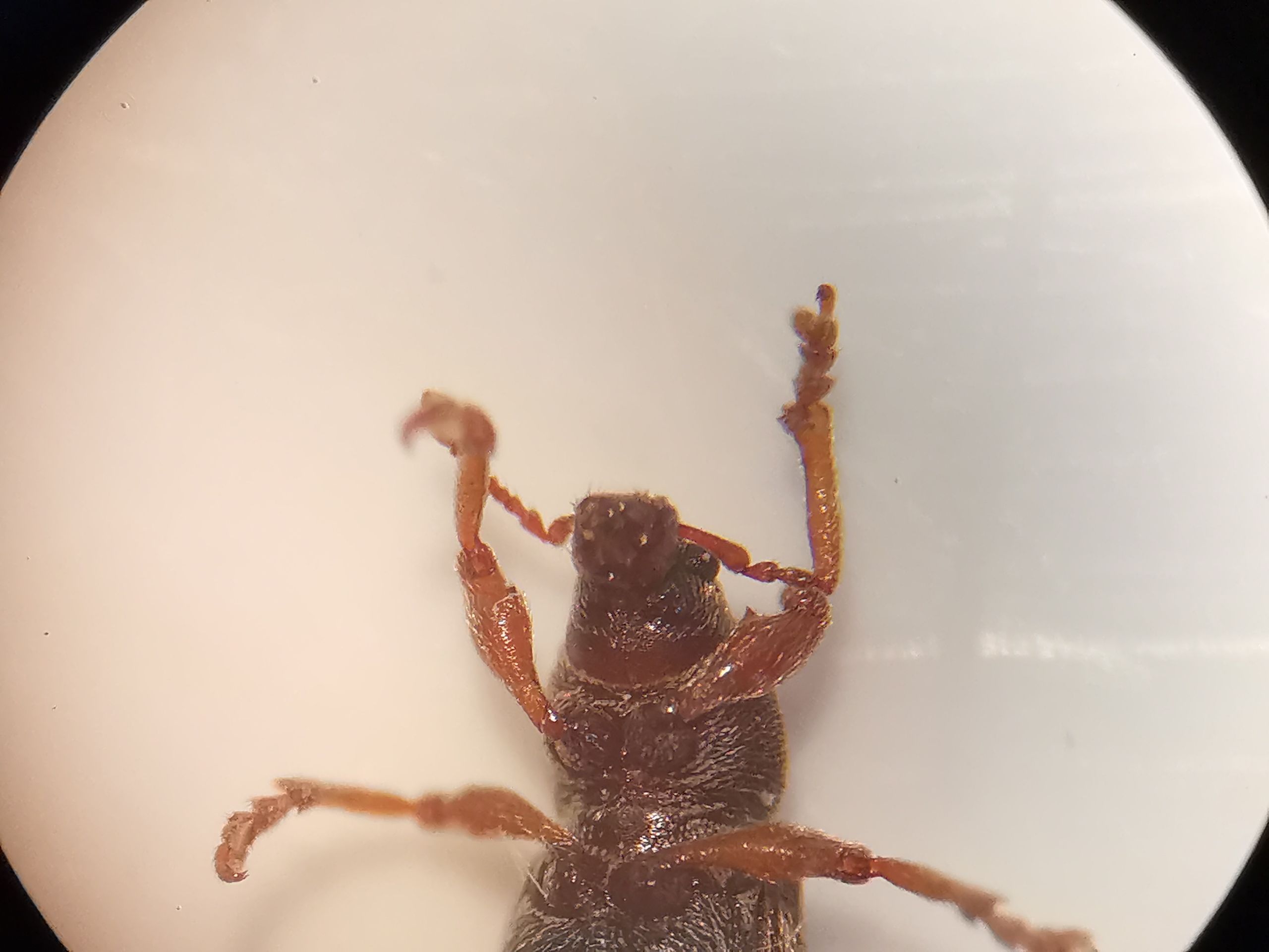 Charançon marginé | Prototype Insectes