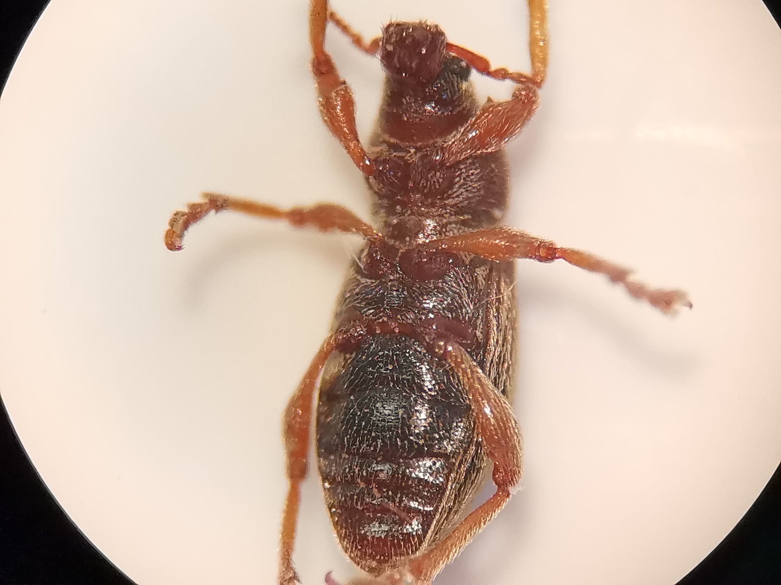 Charançon marginé | Prototype Insectes