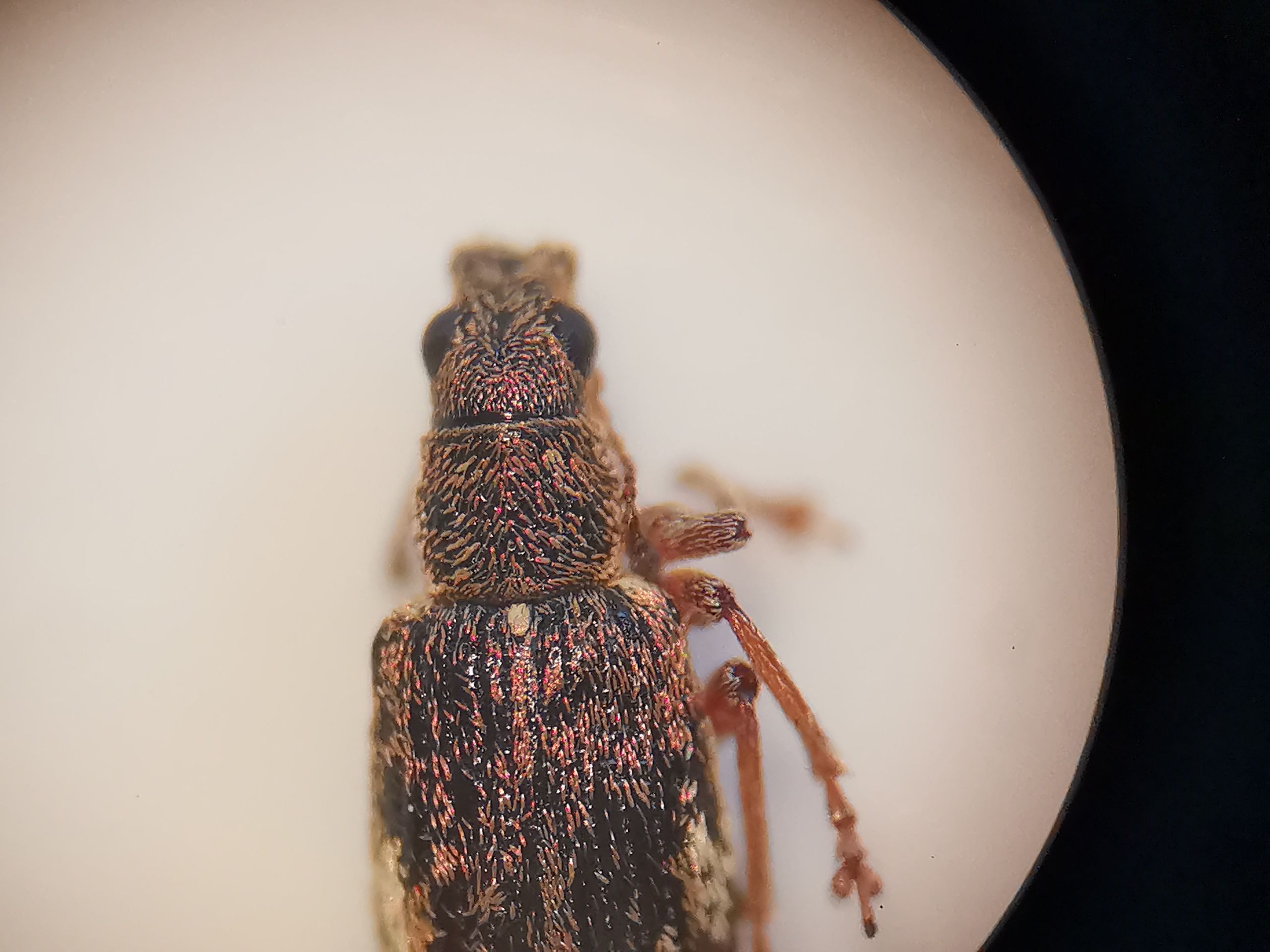 Charançon clairsemé | Prototype Insectes