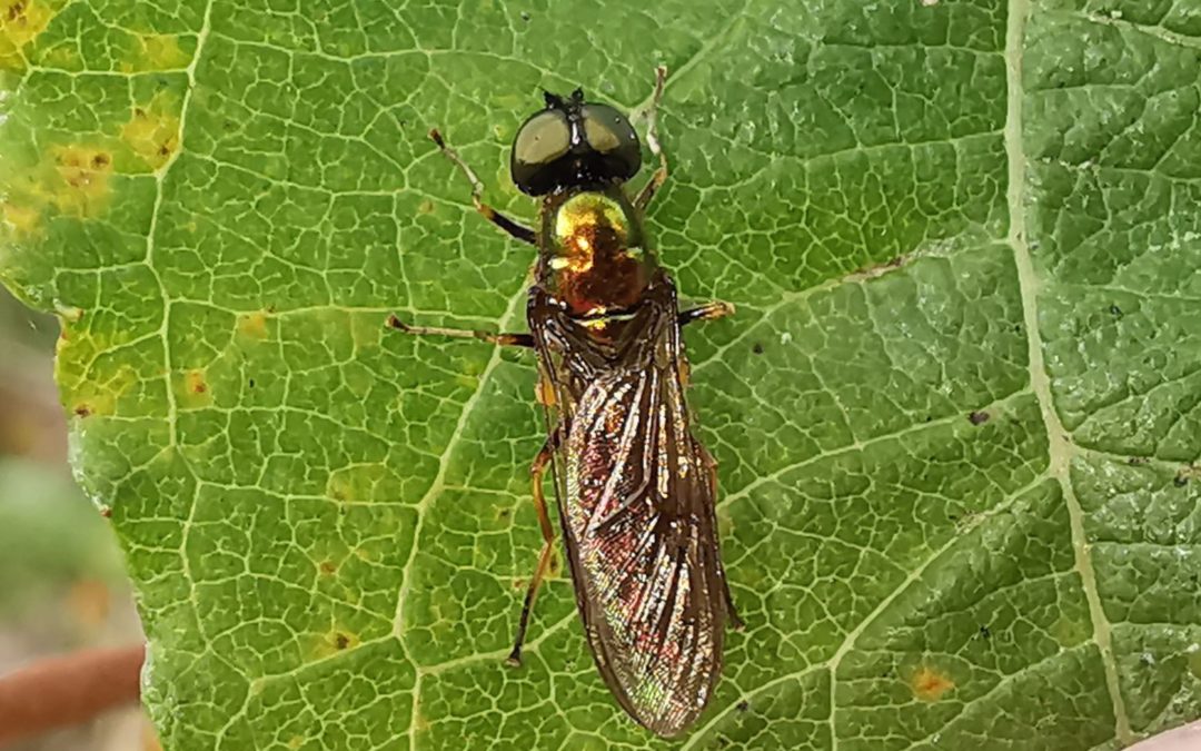 flavipes | Prototype Insectes