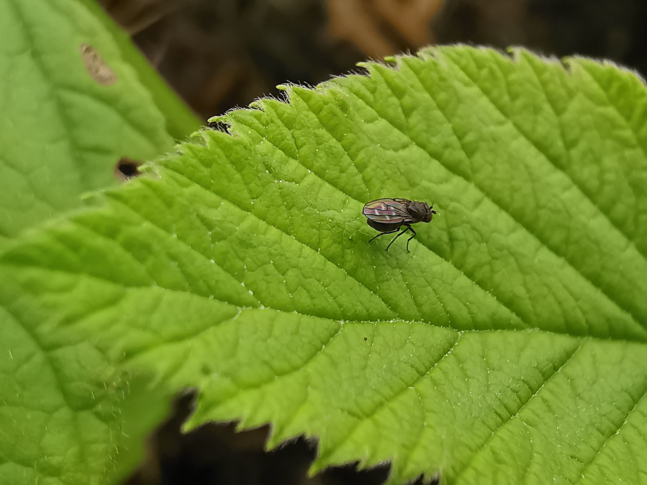 Scatella à faibles nervures | Prototype Insectes