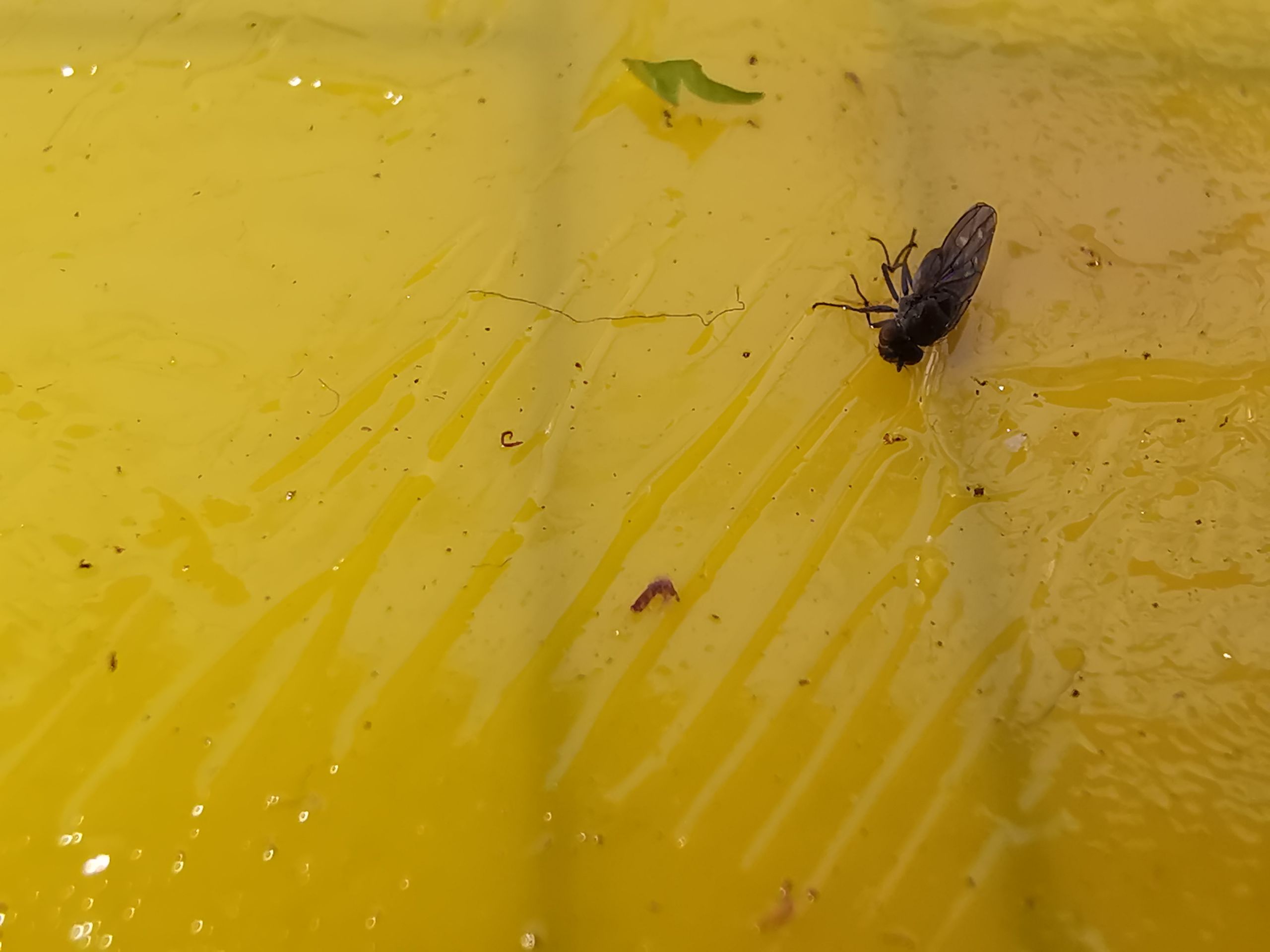 Scatella à faibles nervures | Prototype Insectes