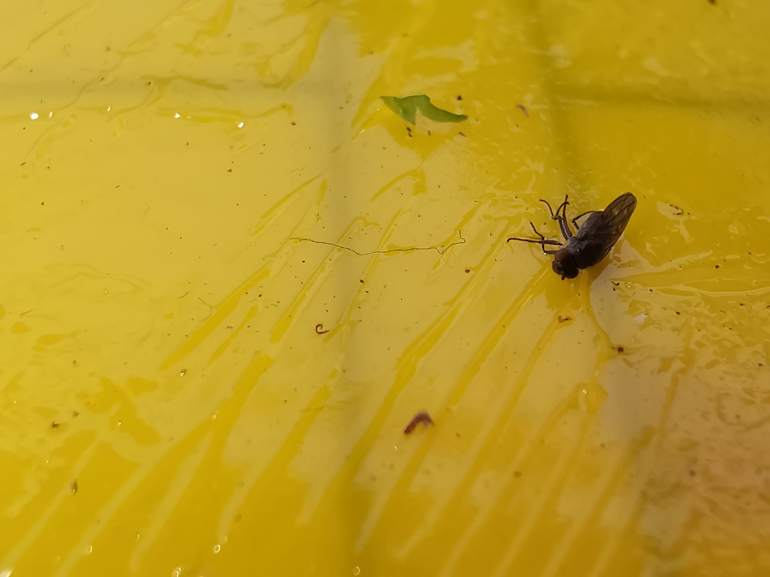 Scatella à faibles nervures | Prototype Insectes