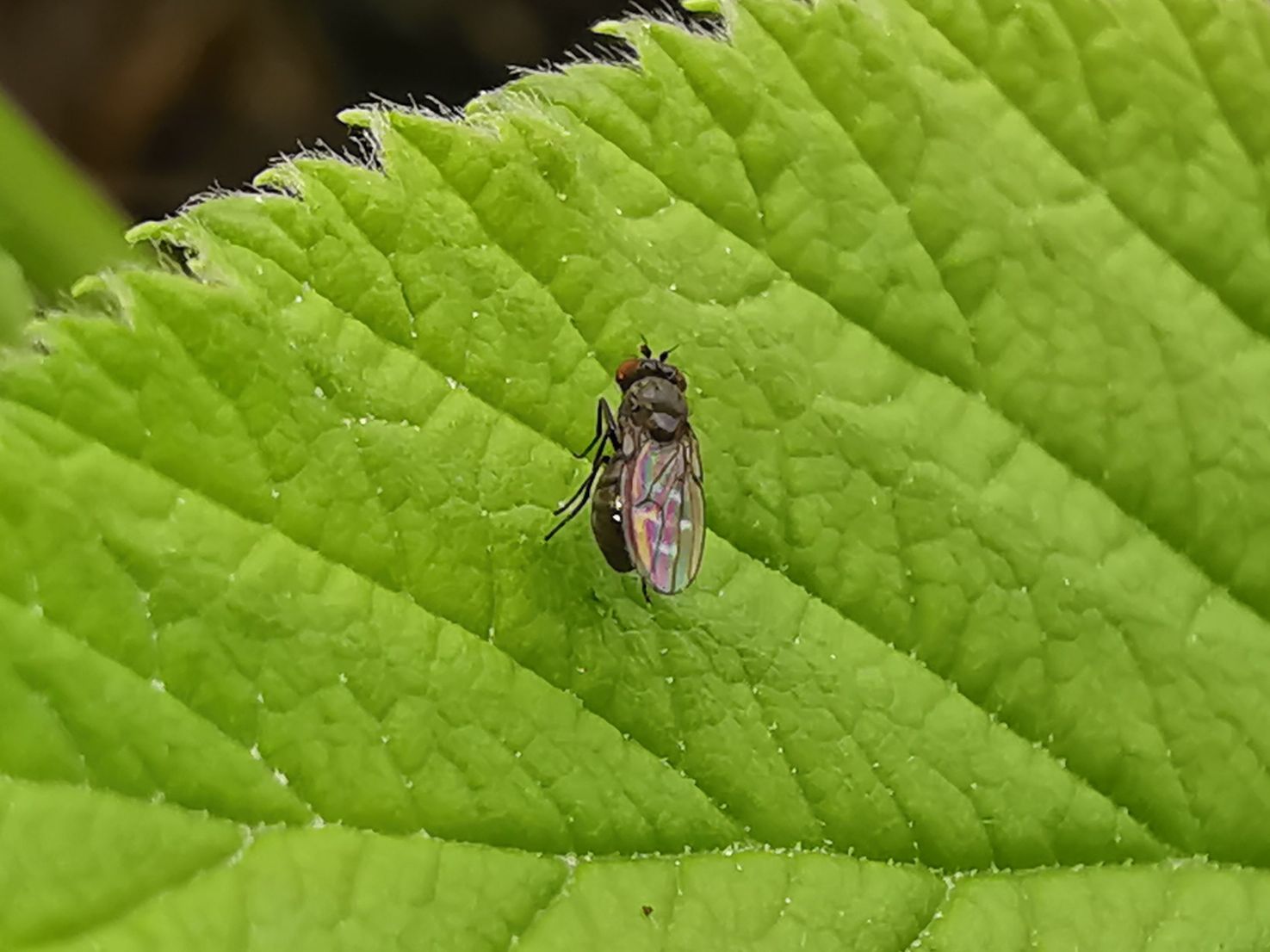 Scatella à faibles nervures | Prototype Insectes