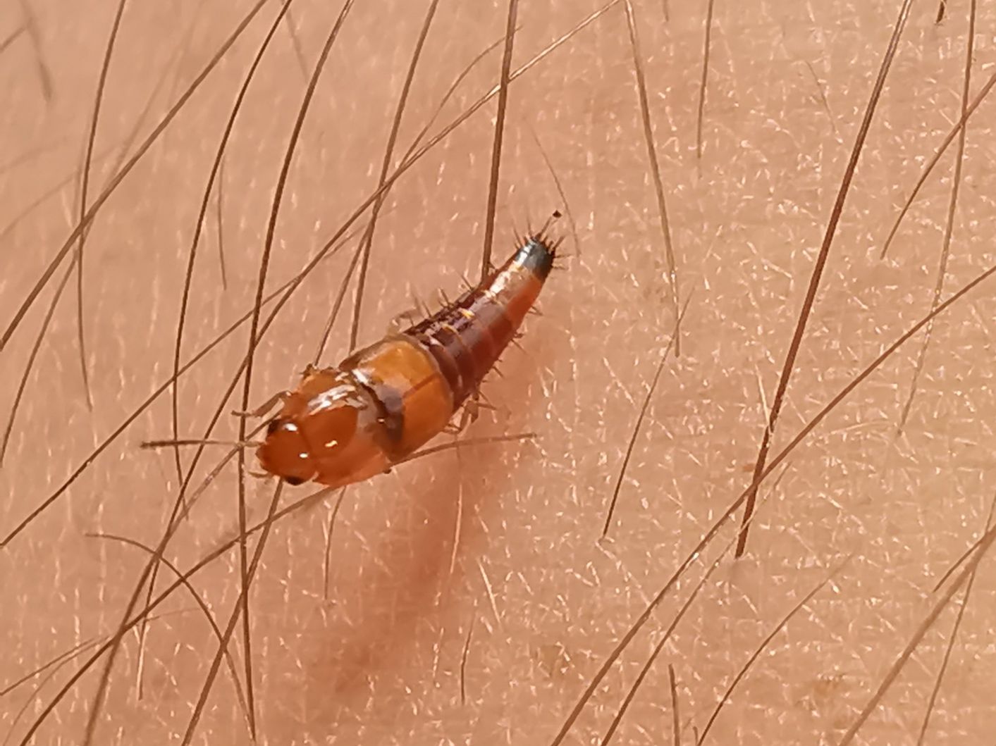 Tachyporus abdominal | Prototype Insectes