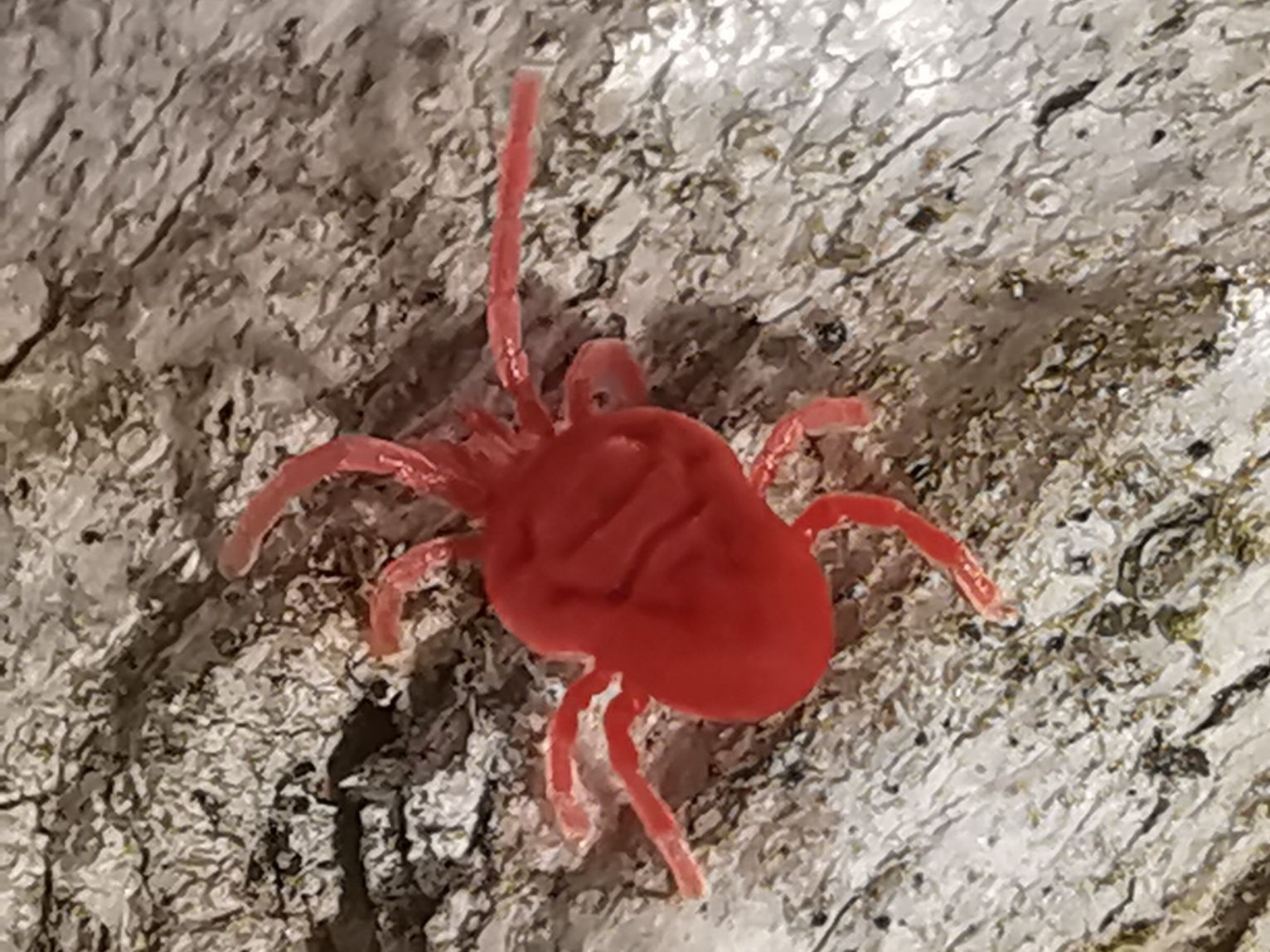 Allotrhombium | Prototype Insectes