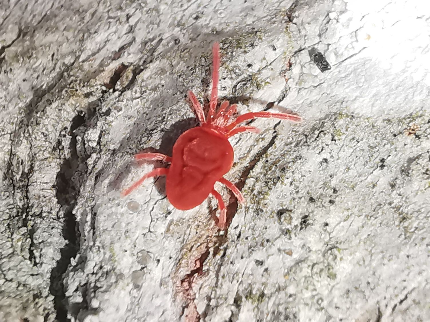 Allotrhombium | Prototype Insectes